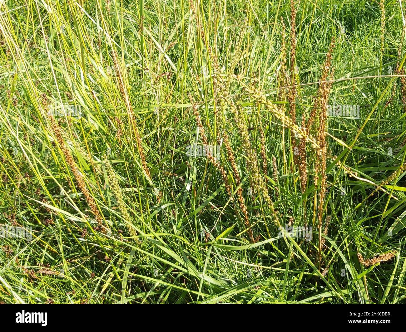 common arrowgrass (Triglochin maritima Stock Photo - Alamy