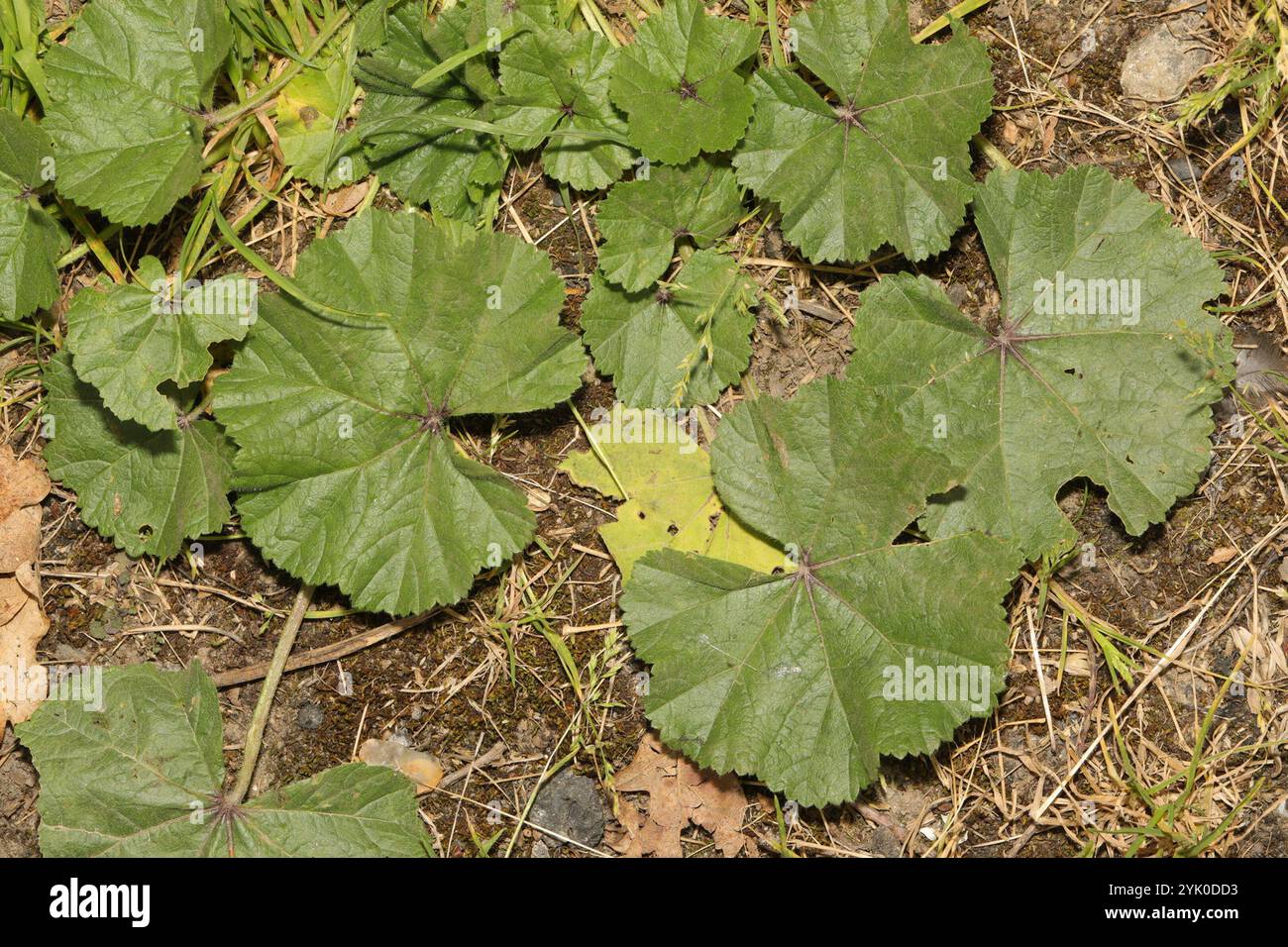 Common Mallow (Malva sylvestris Stock Photo - Alamy