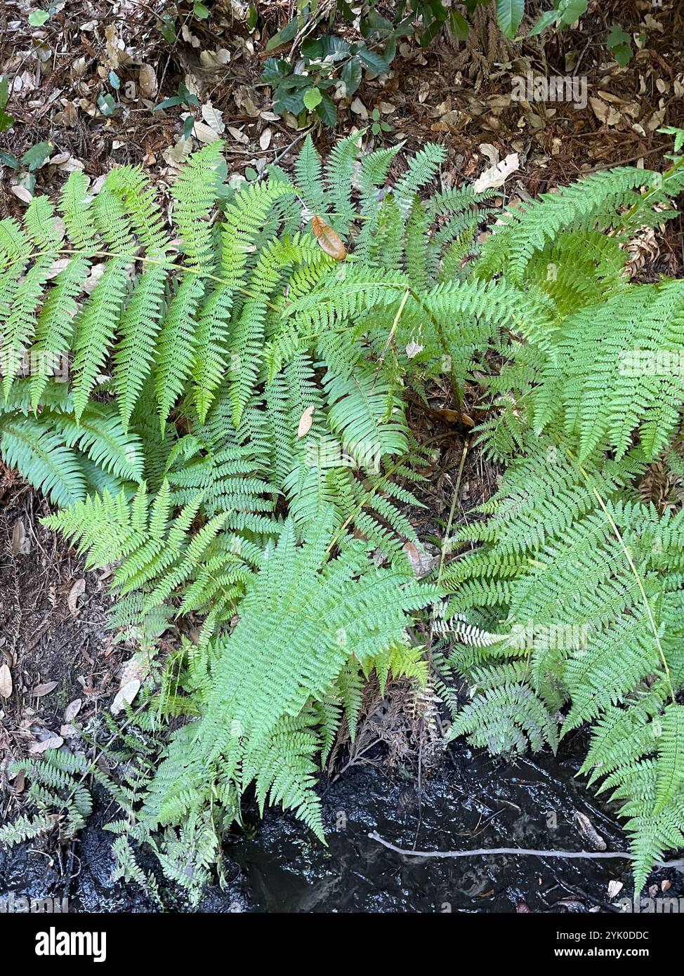 lady fern (Athyrium filix-femina Stock Photo - Alamy