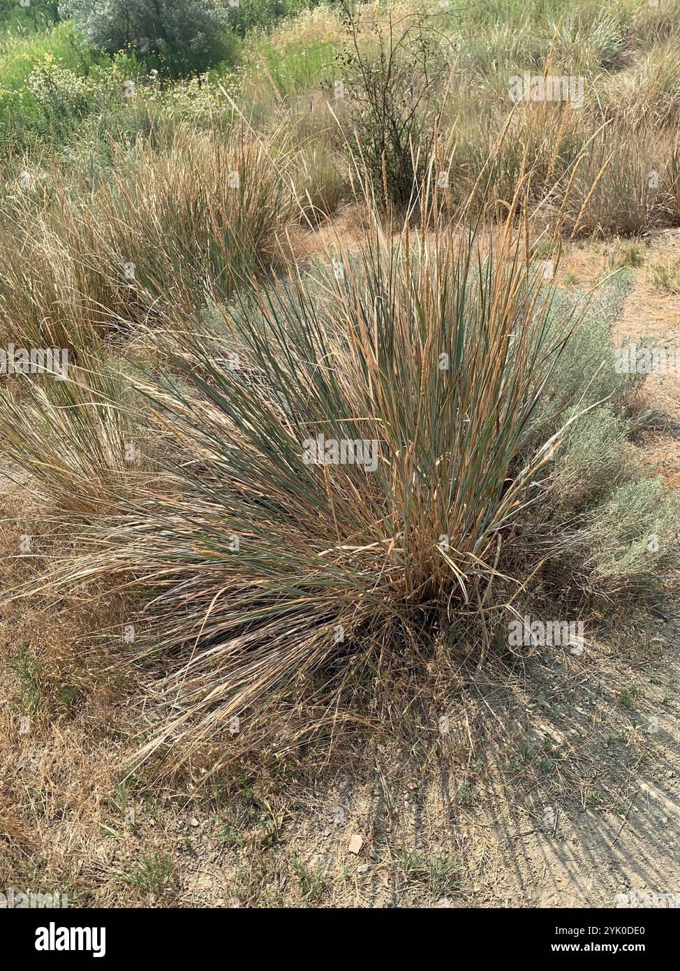 Great Basin Wildrye (Leymus cinereus Stock Photo - Alamy