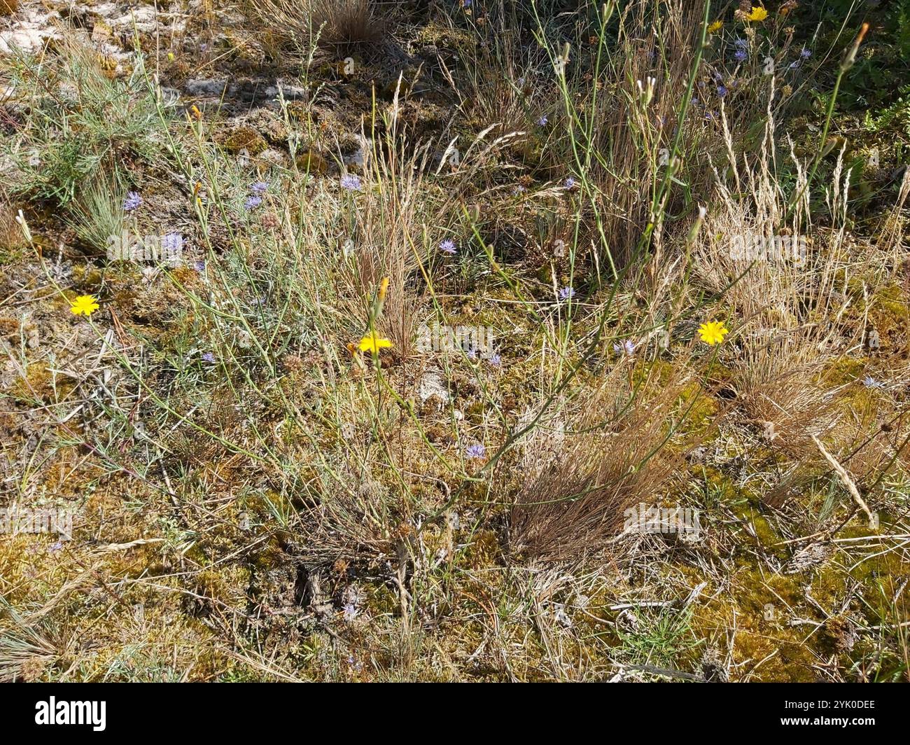 Rush Skeletonweed (Chondrilla juncea Stock Photo - Alamy