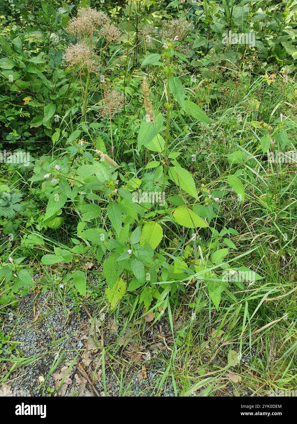 Common hemp-nettle (Galeopsis tetrahit Stock Photo - Alamy
