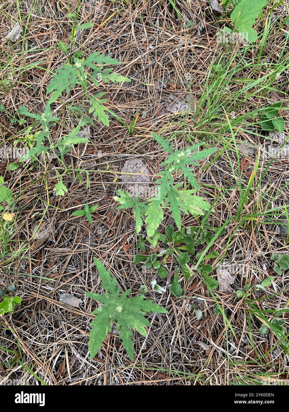 western ragweed (Ambrosia psilostachya Stock Photo - Alamy
