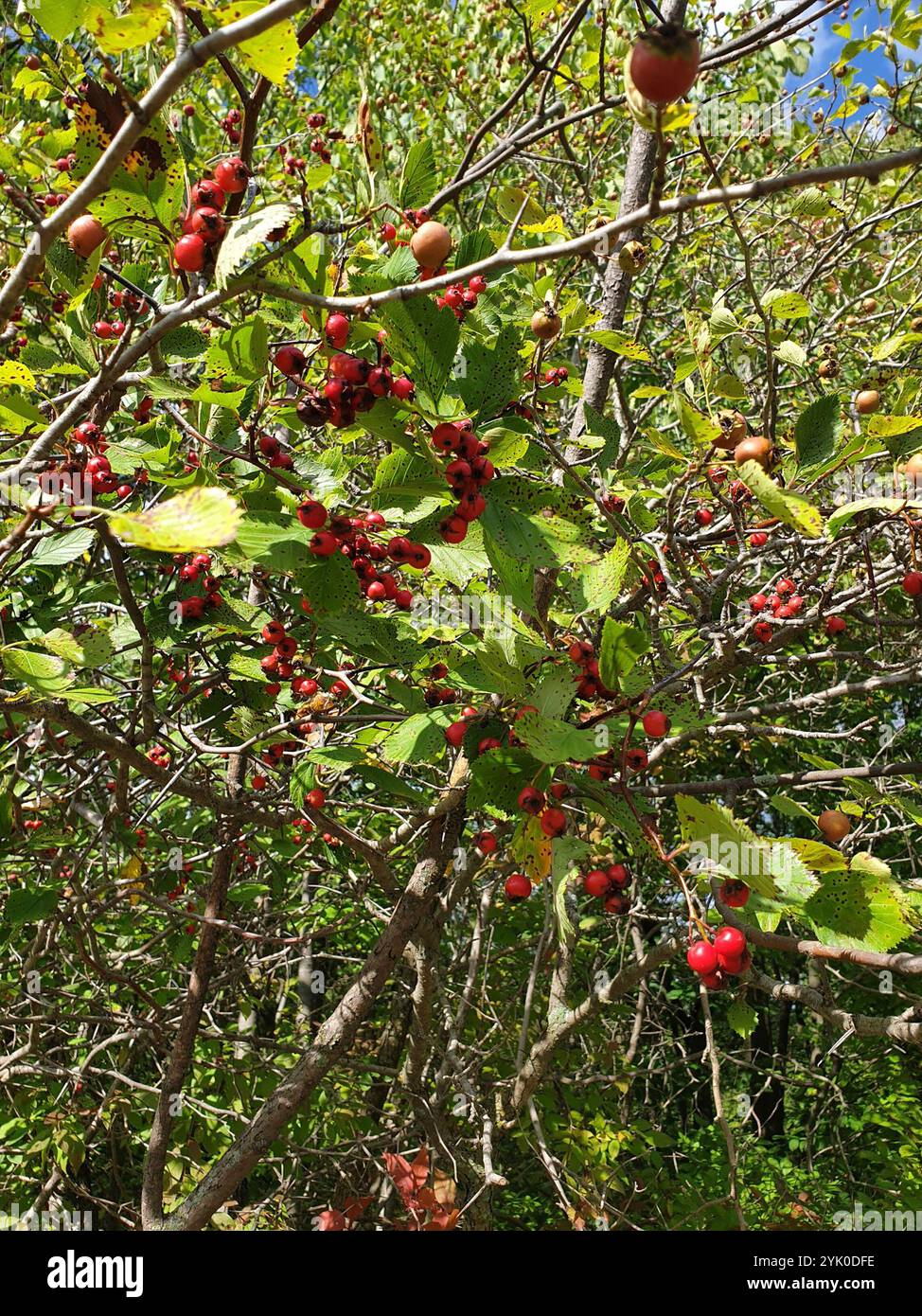 Large-thorn hawthorn (Crataegus macracantha Stock Photo - Alamy