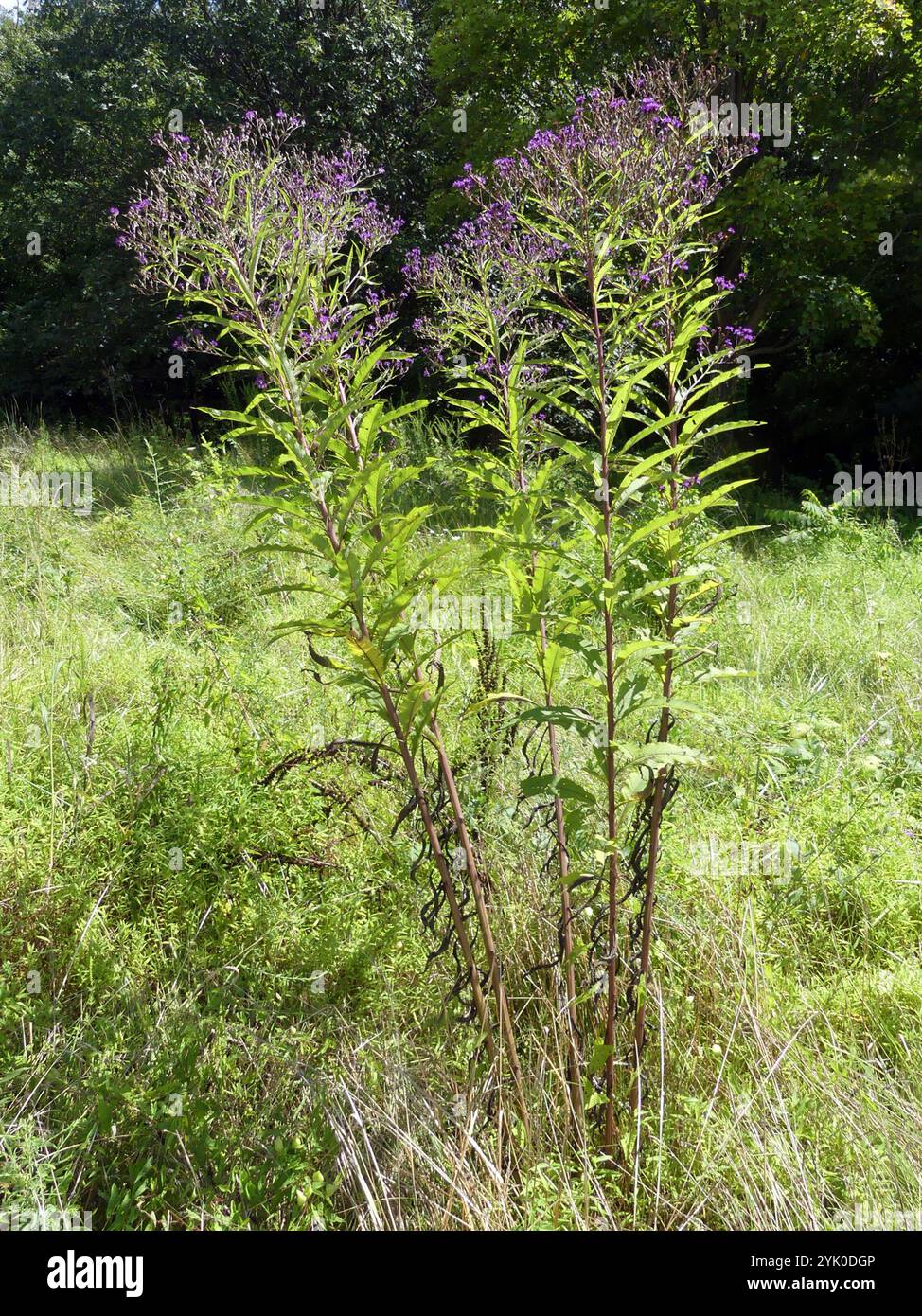 New York ironweed (Vernonia noveboracensis Stock Photo - Alamy