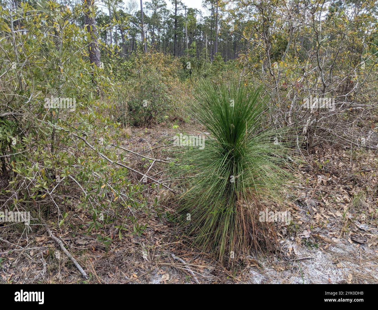 longleaf pine (Pinus palustris Stock Photo - Alamy