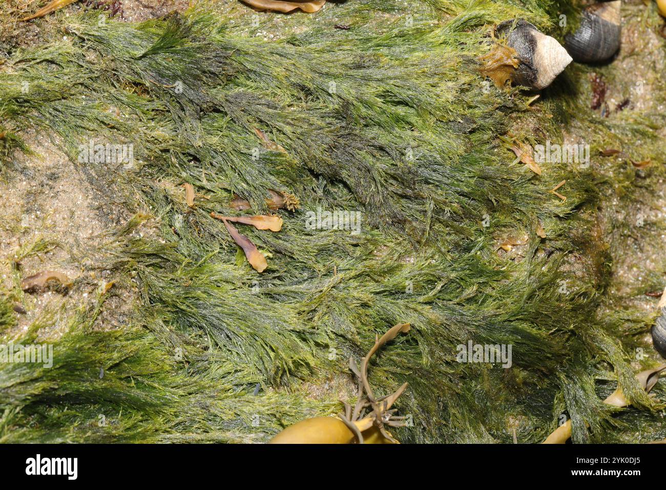 Acrosiphonia hi-res stock photography and images - Alamy
