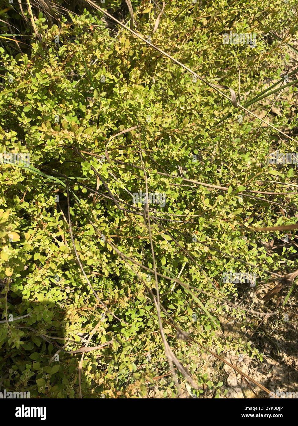 Smallfruit Primrose-Willow (Ludwigia microcarpa Stock Photo - Alamy