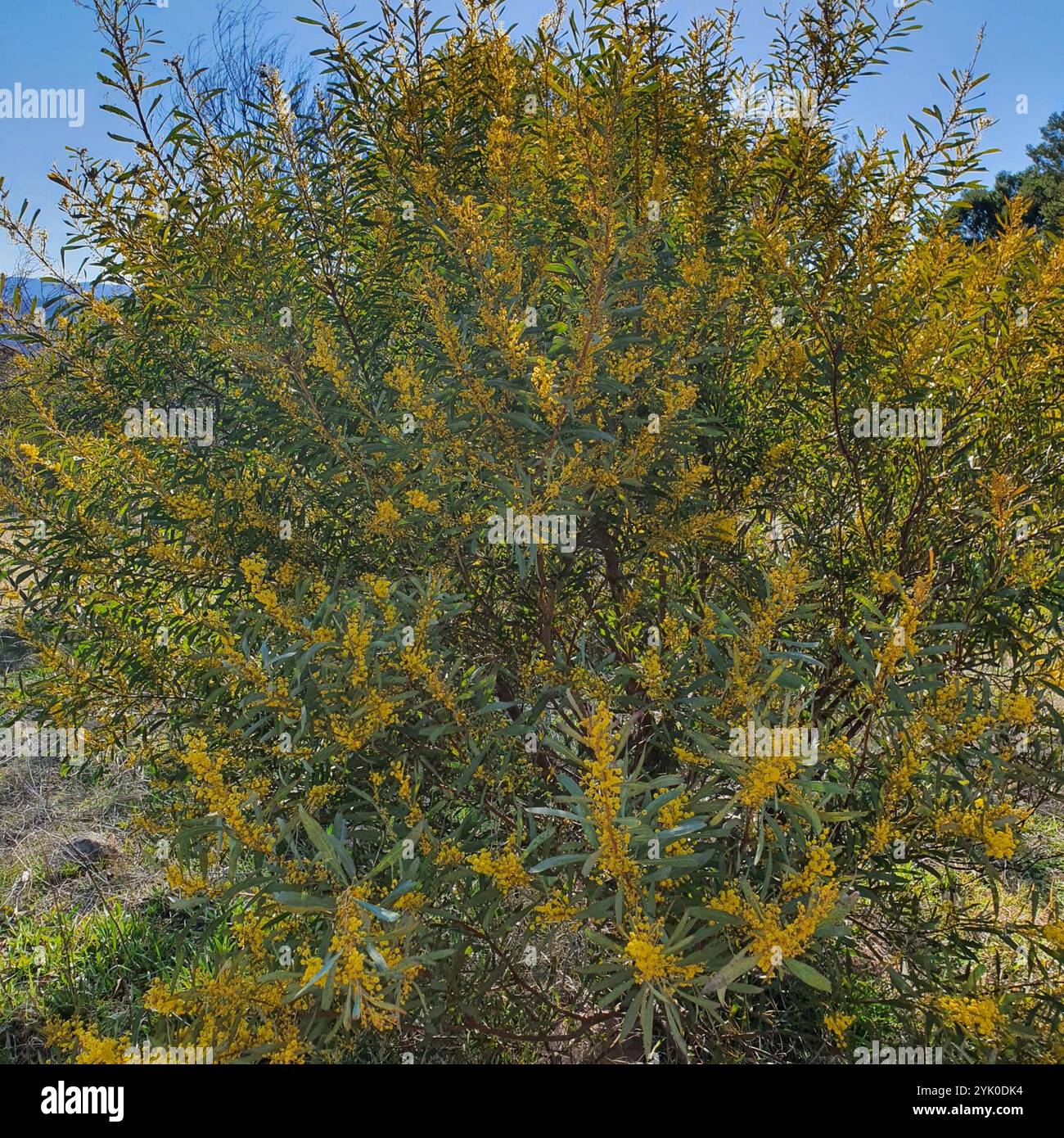 Acacia rubida hi-res stock photography and images - Alamy