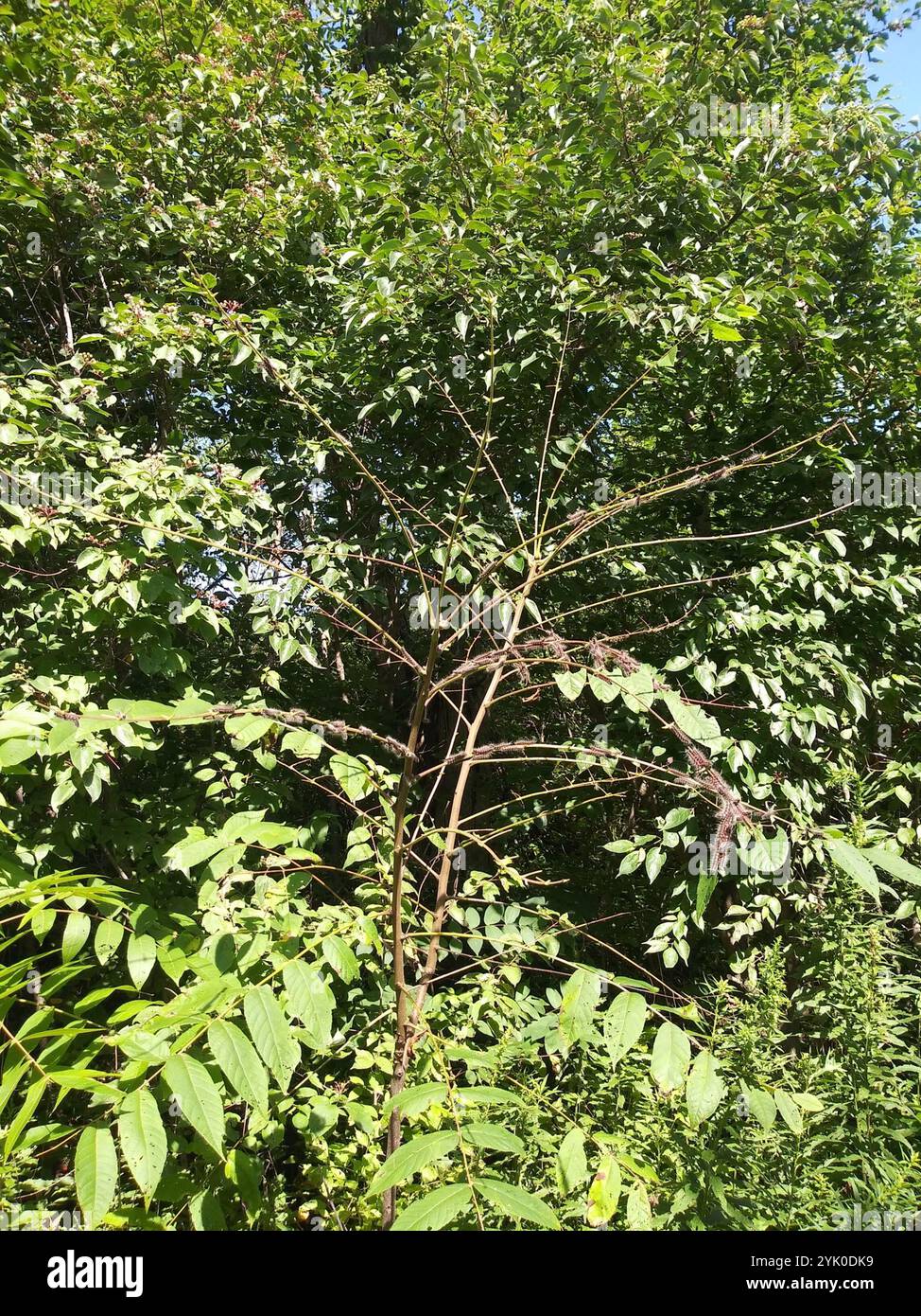 Walnut Caterpillar Moth (Datana integerrima Stock Photo - Alamy