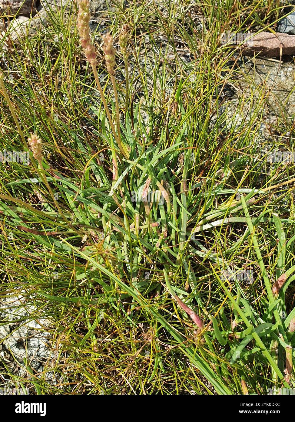 Sea Plantain (Plantago maritima Stock Photo - Alamy