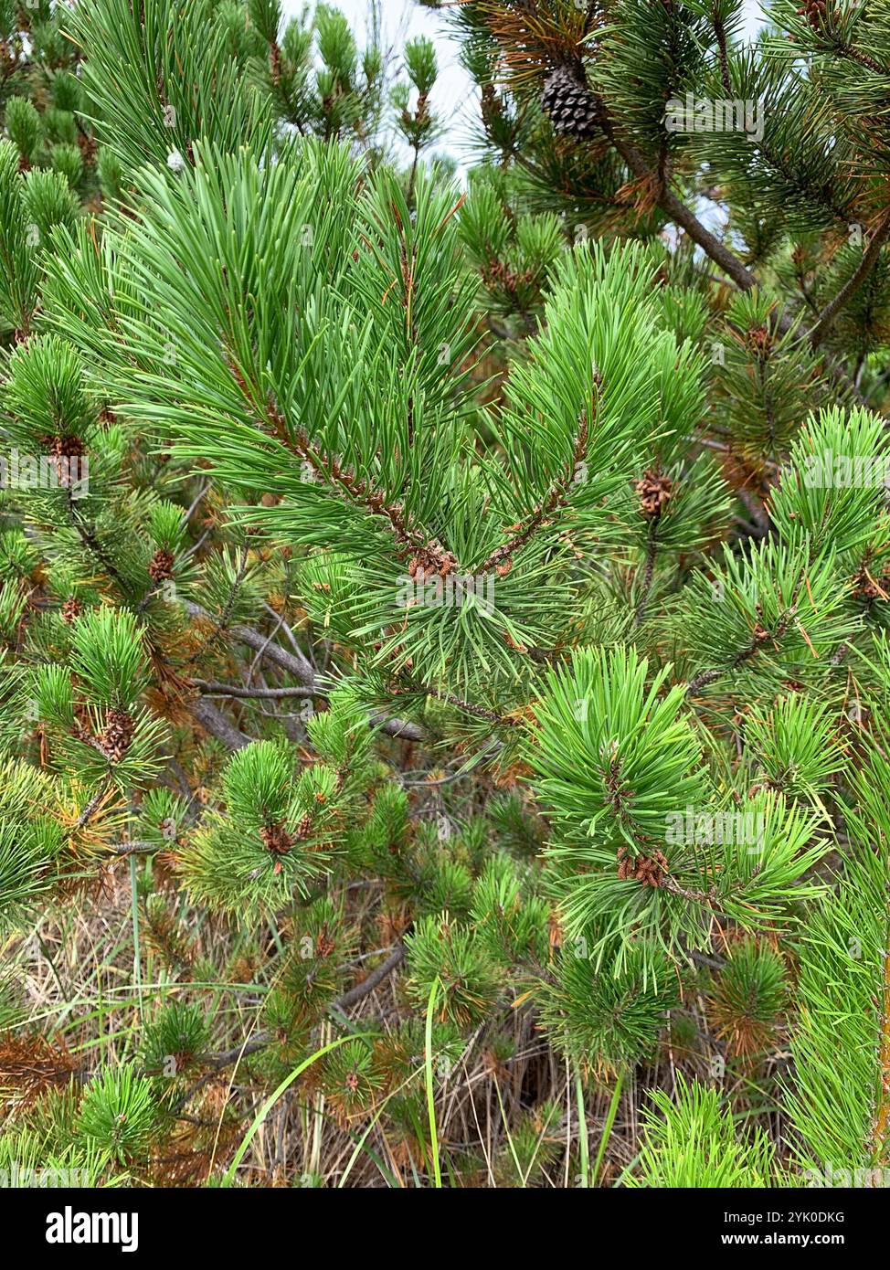 Shore Pine (Pinus contorta contorta Stock Photo - Alamy