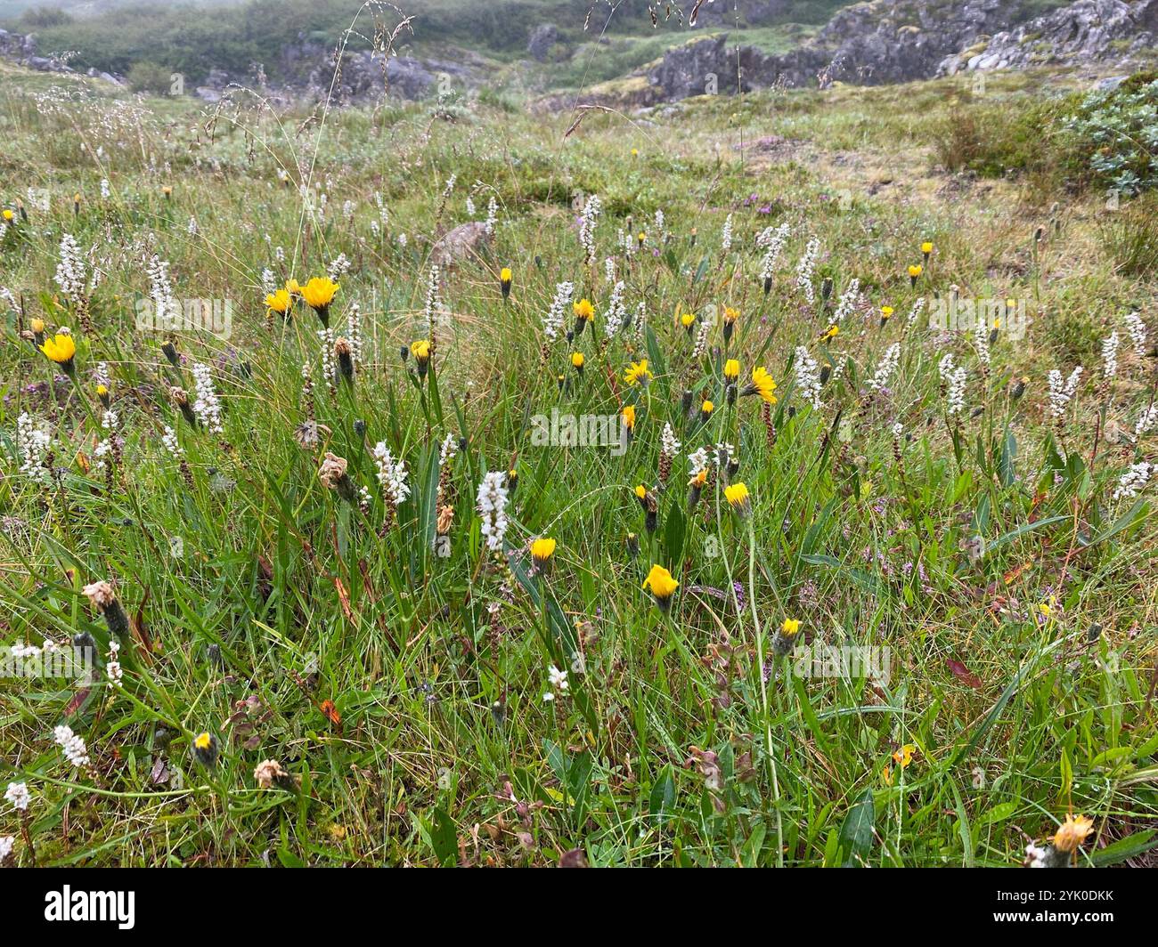 alpine bistort (Bistorta vivipara Stock Photo - Alamy