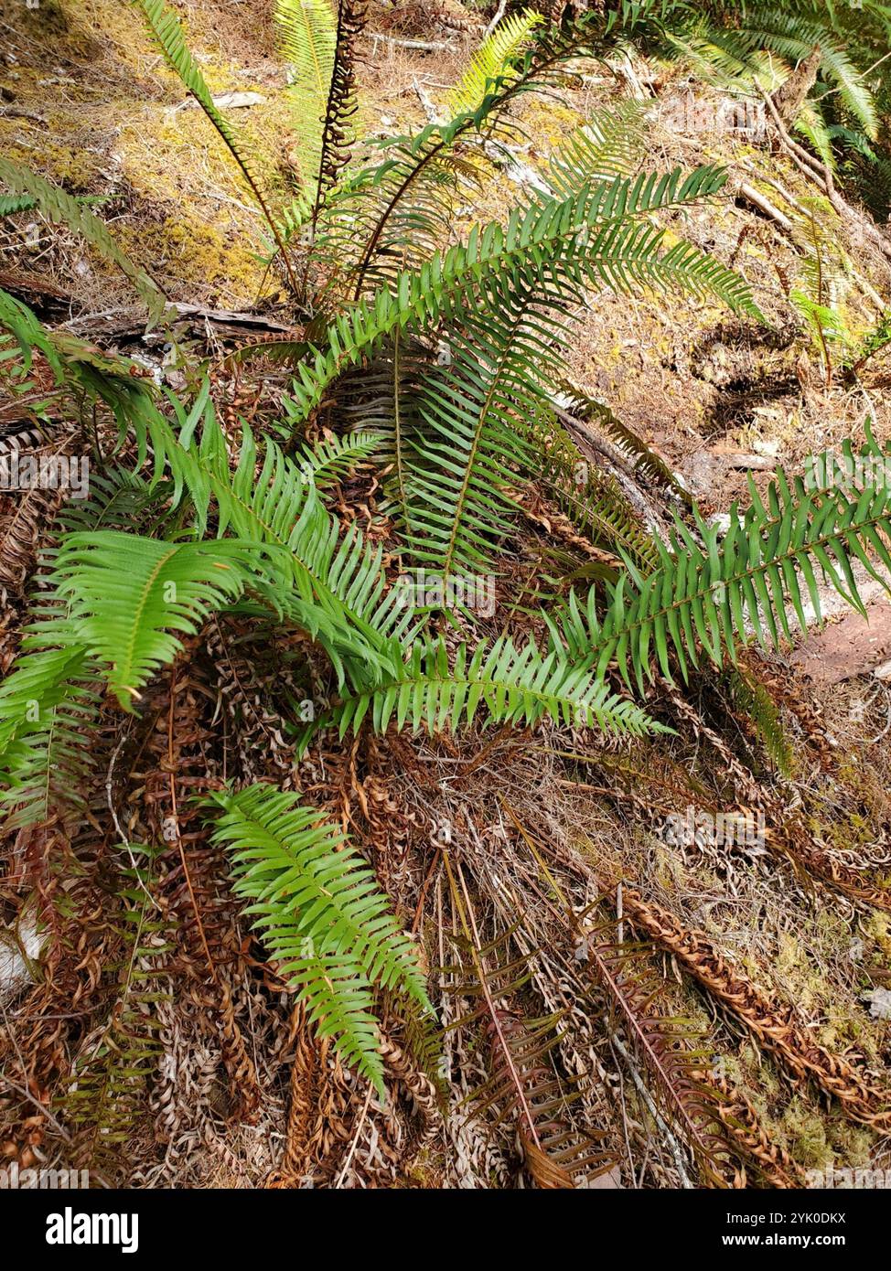 western sword fern (Polystichum munitum Stock Photo - Alamy