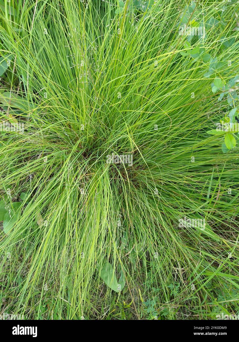 prairie dropseed (Sporobolus heterolepis Stock Photo - Alamy