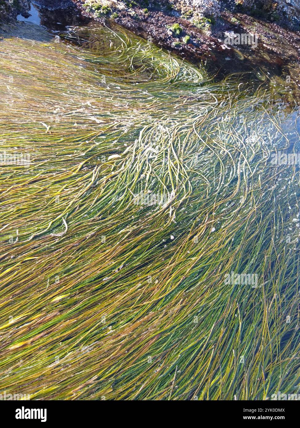 Torreys surfgrass hi-res stock photography and images - Alamy