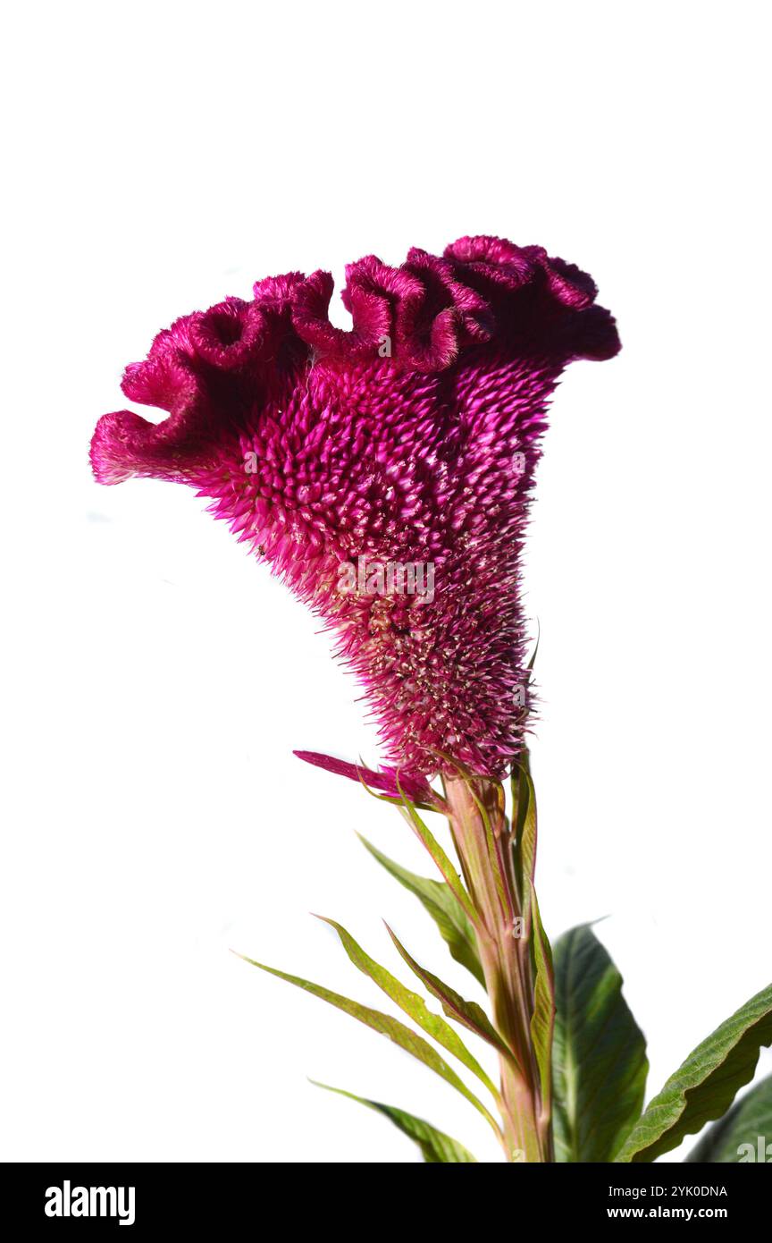 celosia or crested chicken flower Stock Photo - Alamy