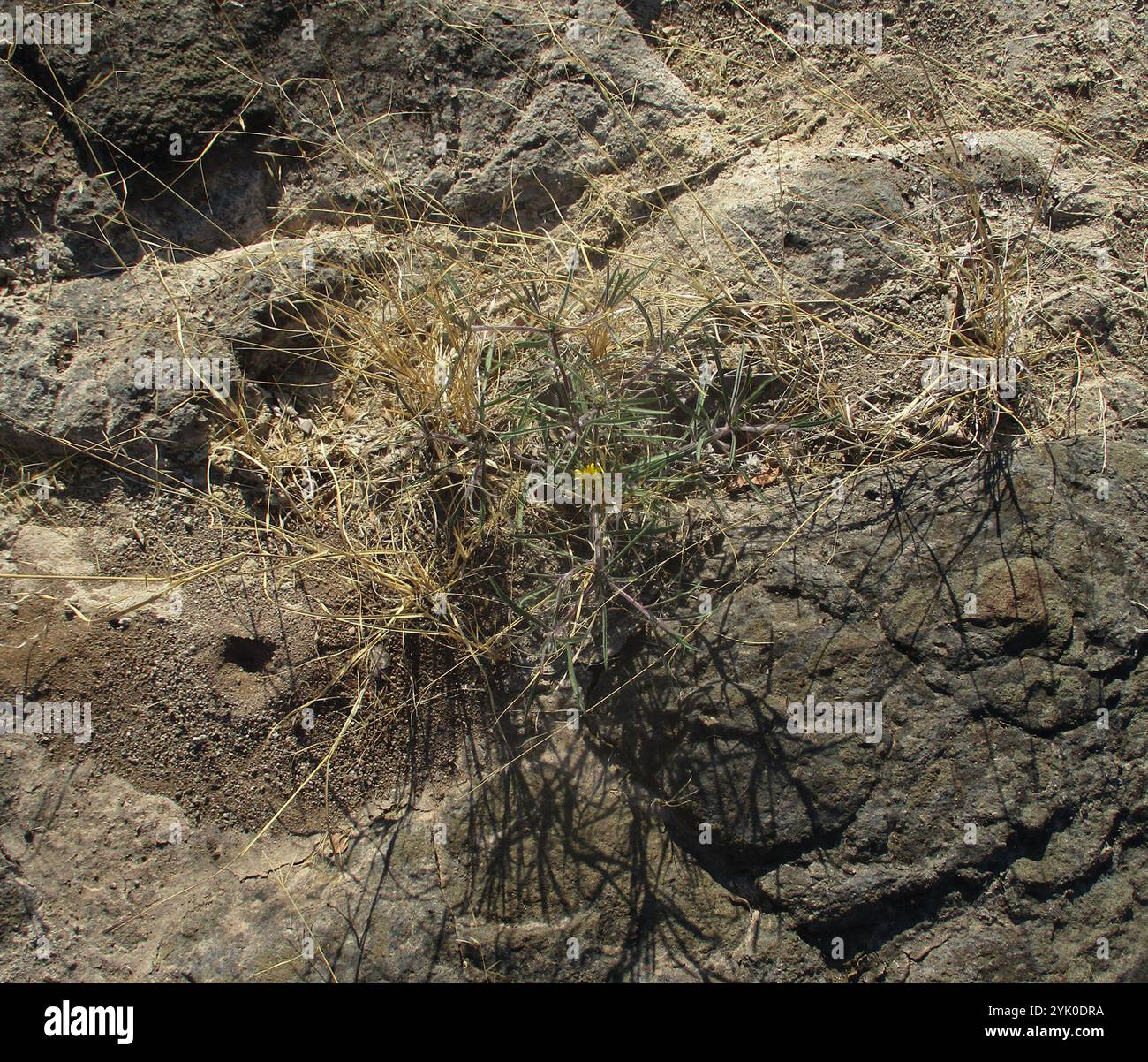 Button Vomitdaisy (Geigeria burkei Stock Photo - Alamy