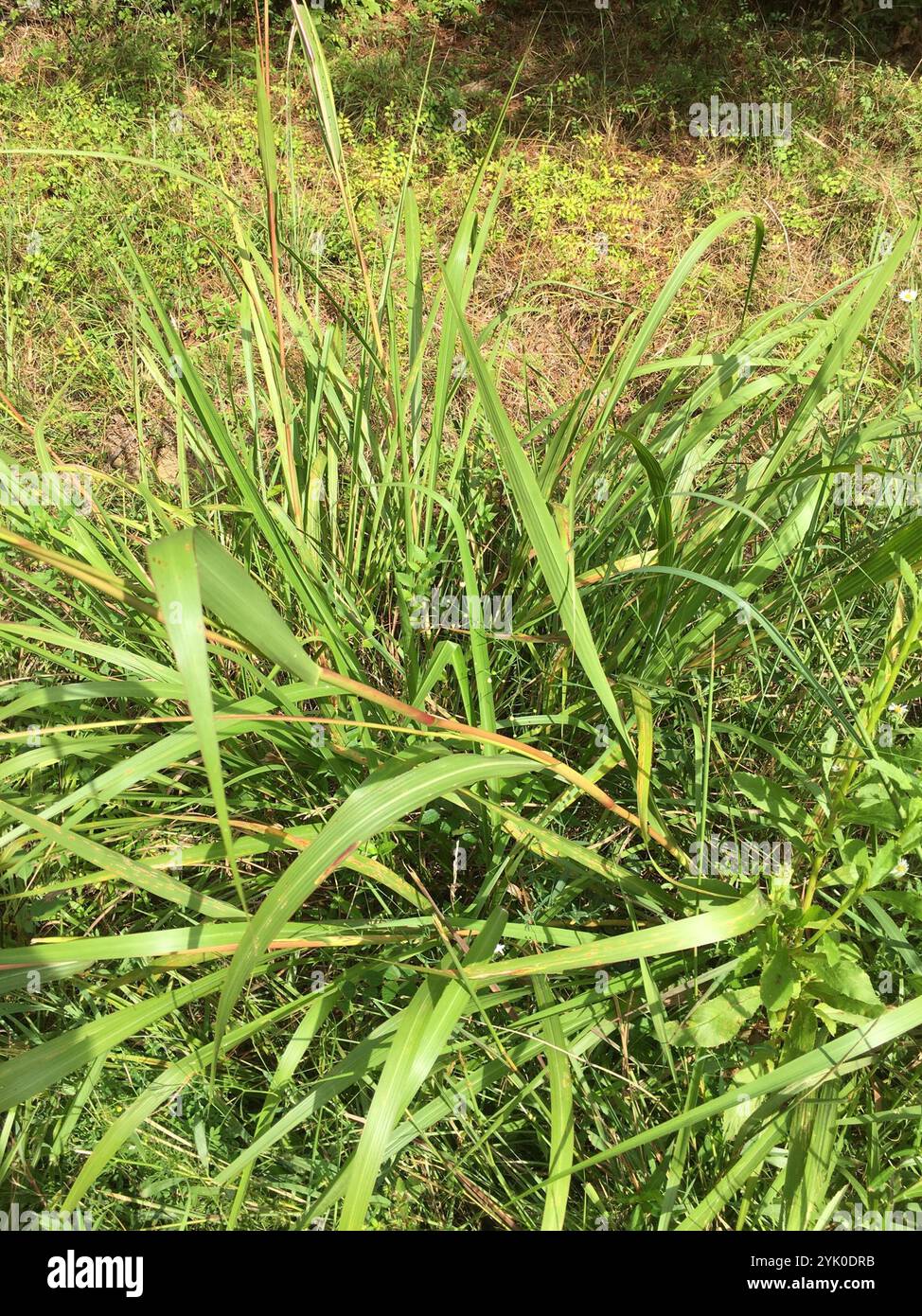 Gamagrass hi-res stock photography and images - Alamy