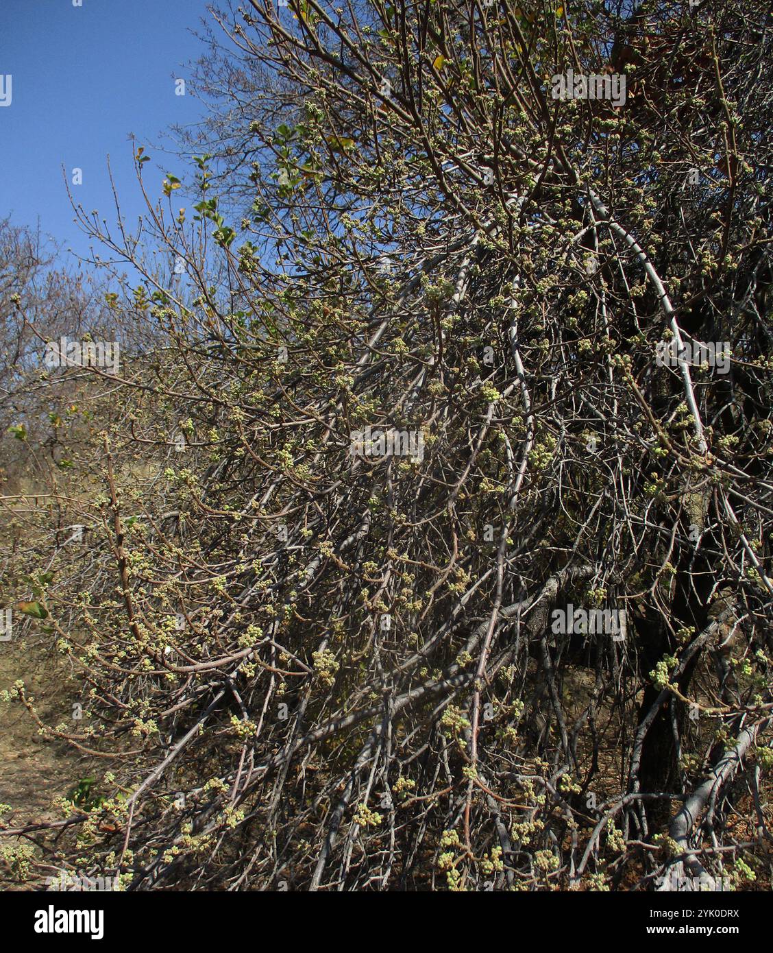South African Wild Pear (Dombeya rotundifolia Stock Photo - Alamy