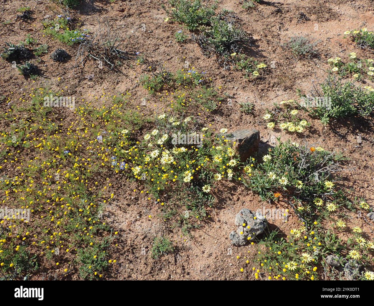 Beetle Daisy (Gorteria diffusa diffusa Stock Photo - Alamy