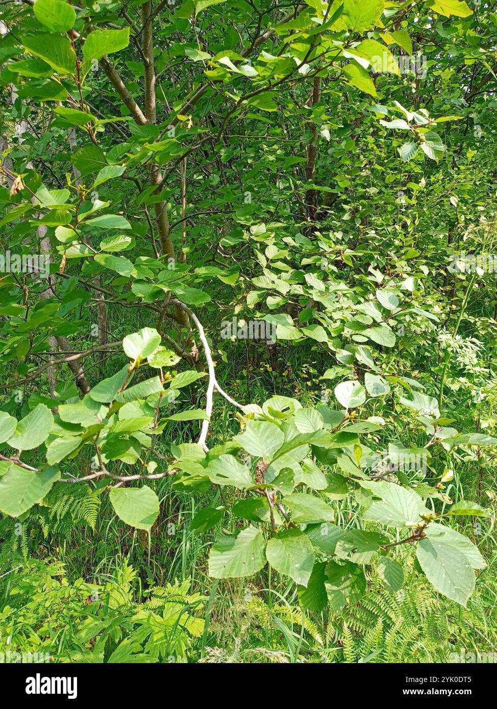 siberian alder (Alnus alnobetula fruticosa Stock Photo - Alamy