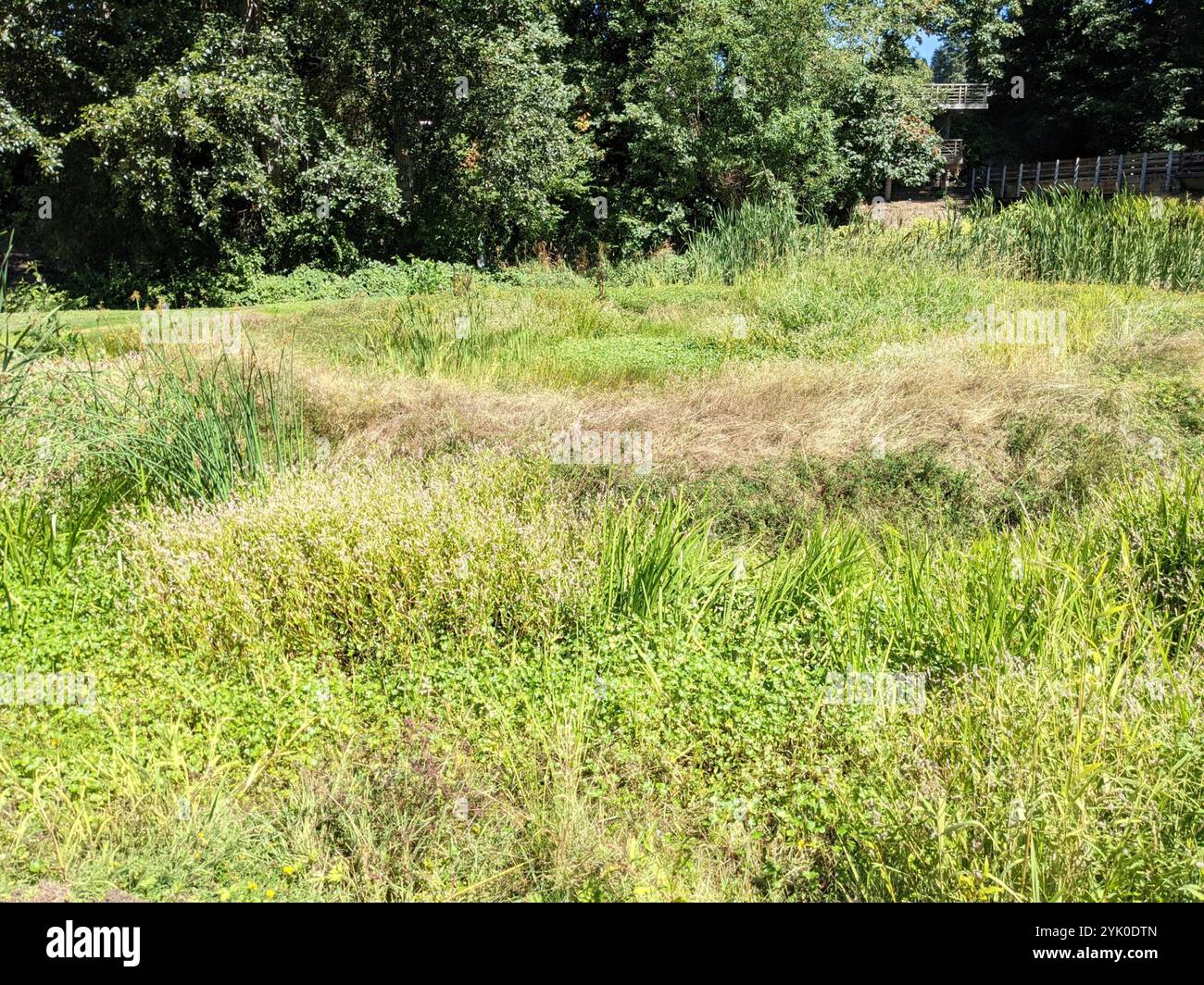 floating marsh pennywort (Hydrocotyle ranunculoides Stock Photo - Alamy