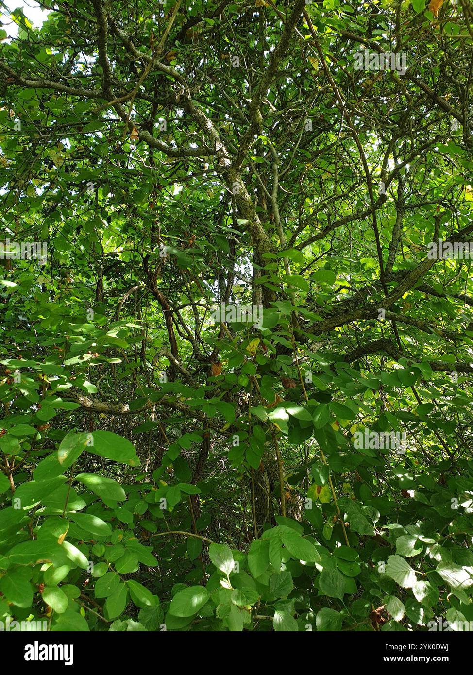 Caughnawaga hawthorn (Crataegus suborbiculata Stock Photo - Alamy