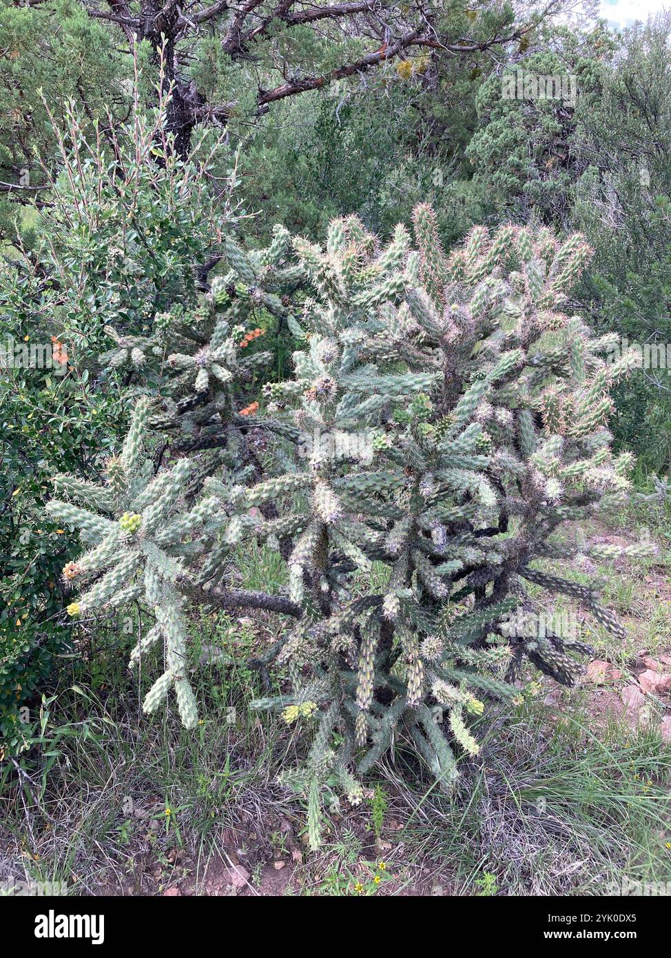 tree cholla (Cylindropuntia imbricata Stock Photo - Alamy