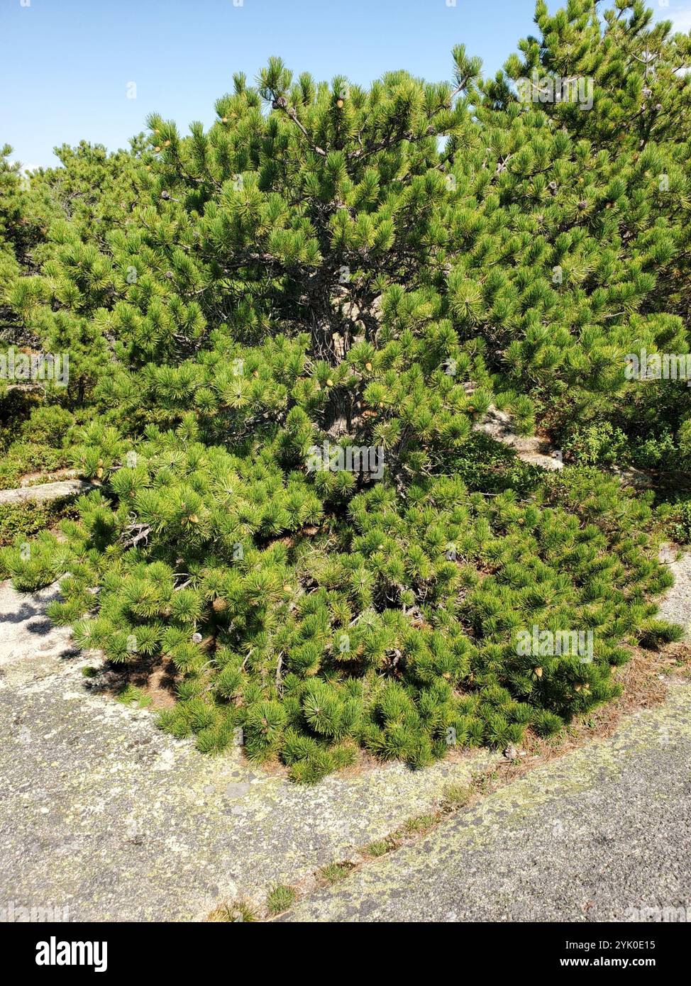 pitch pine (Pinus rigida Stock Photo - Alamy