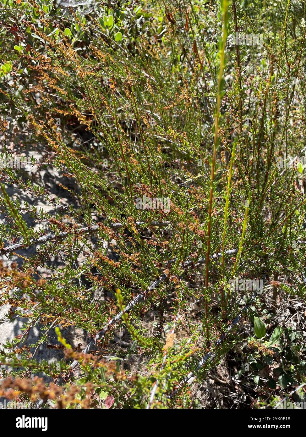 chamise (Adenostoma fasciculatum Stock Photo - Alamy