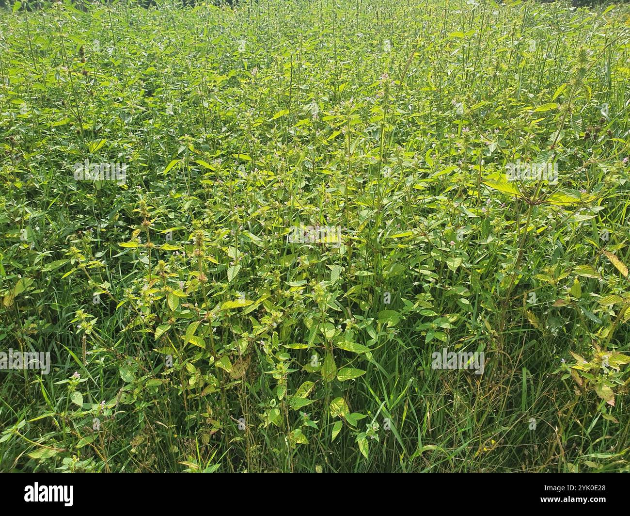 Common hemp-nettle (Galeopsis tetrahit Stock Photo - Alamy