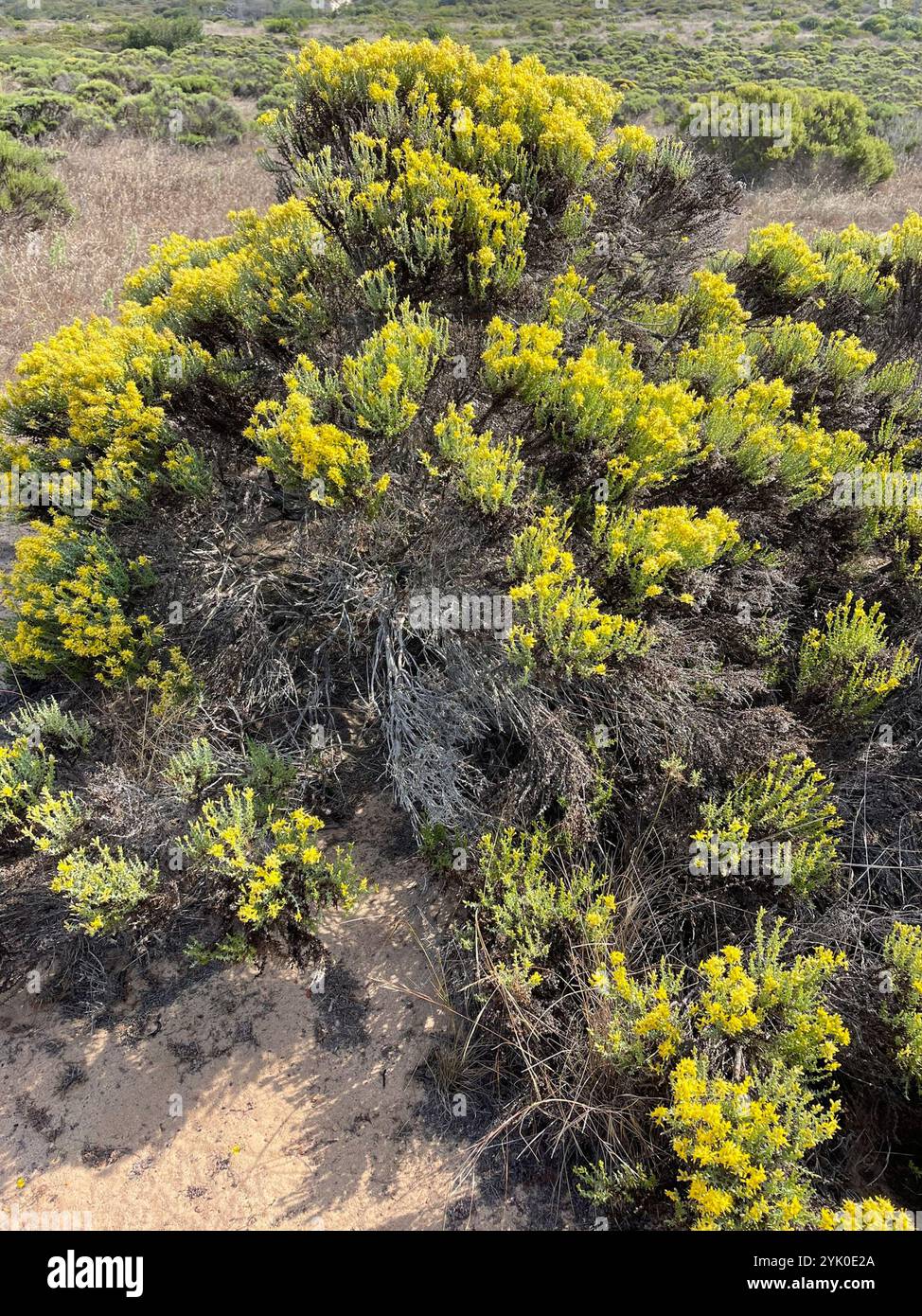 Ericameria ericoides hi-res stock photography and images - Alamy