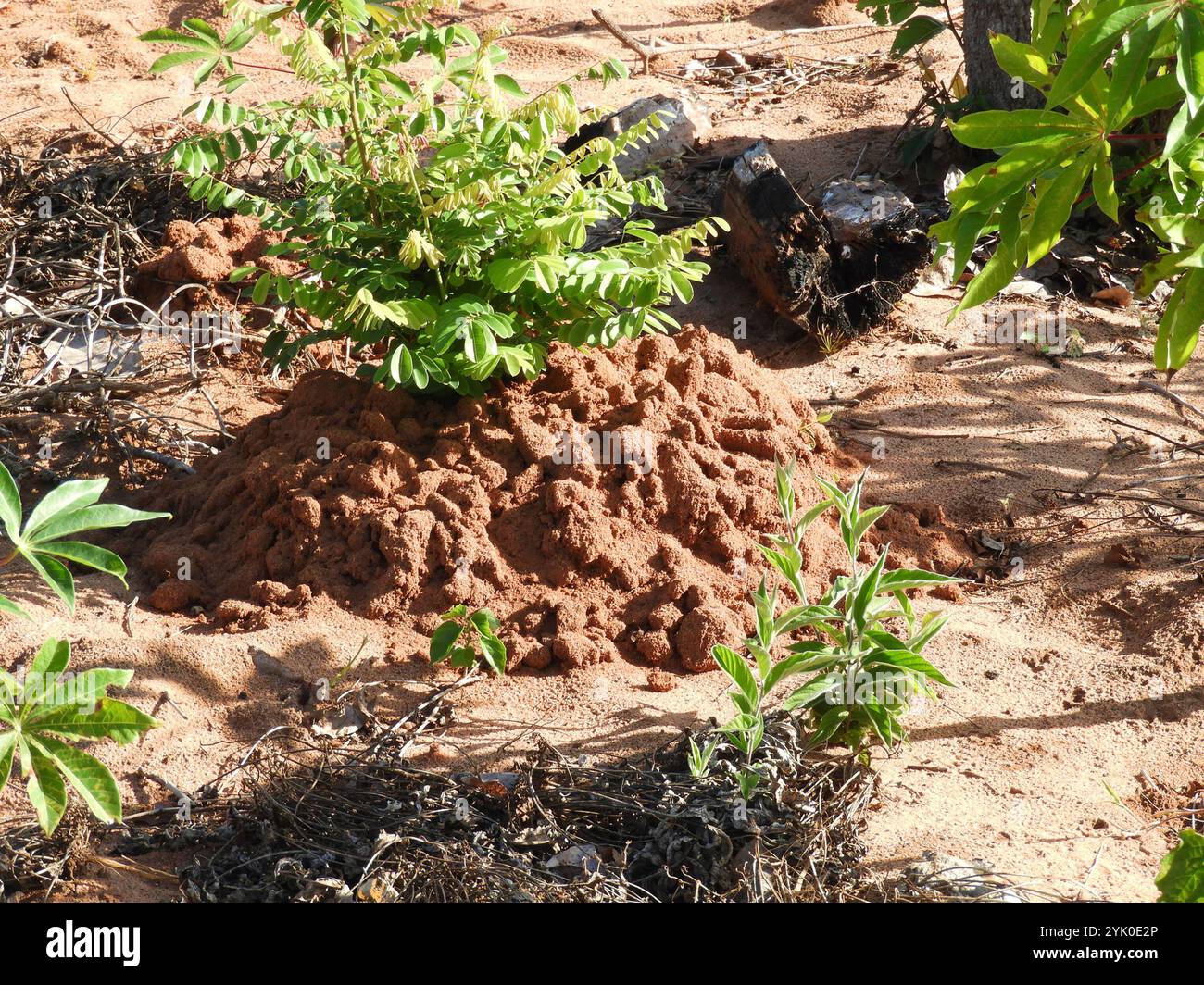 African Molerats (Bathyergidae Stock Photo - Alamy