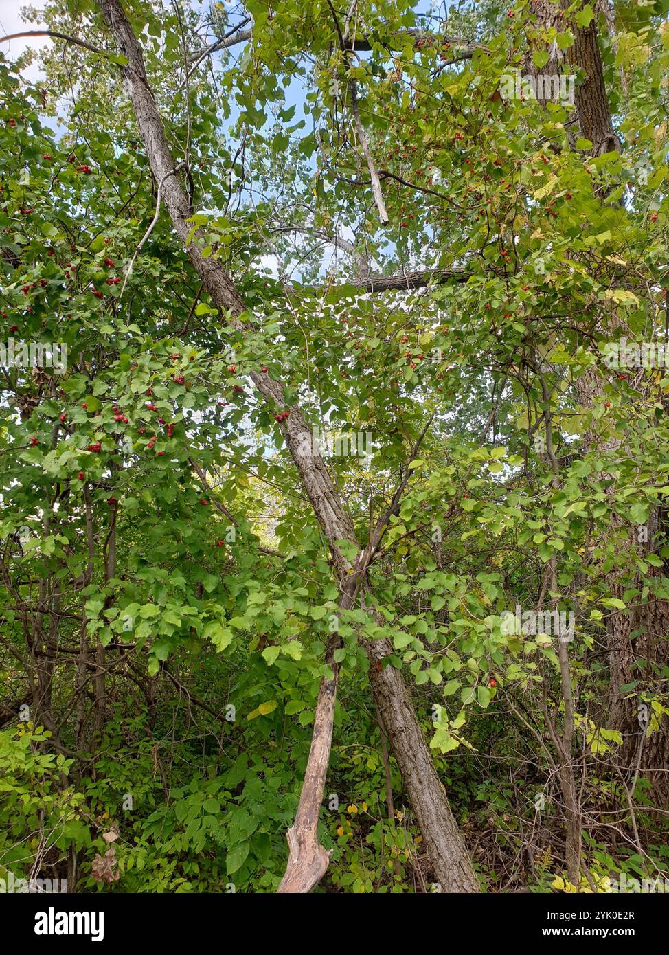 Hairy Cockspurthorn (Crataegus submollis Stock Photo - Alamy
