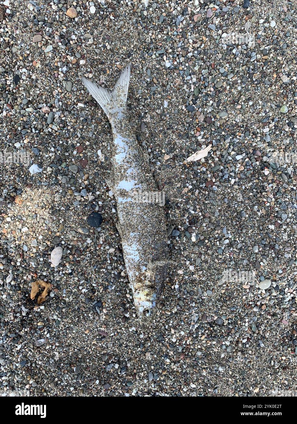 Ray-finned Fishes (Actinopterygii Stock Photo - Alamy