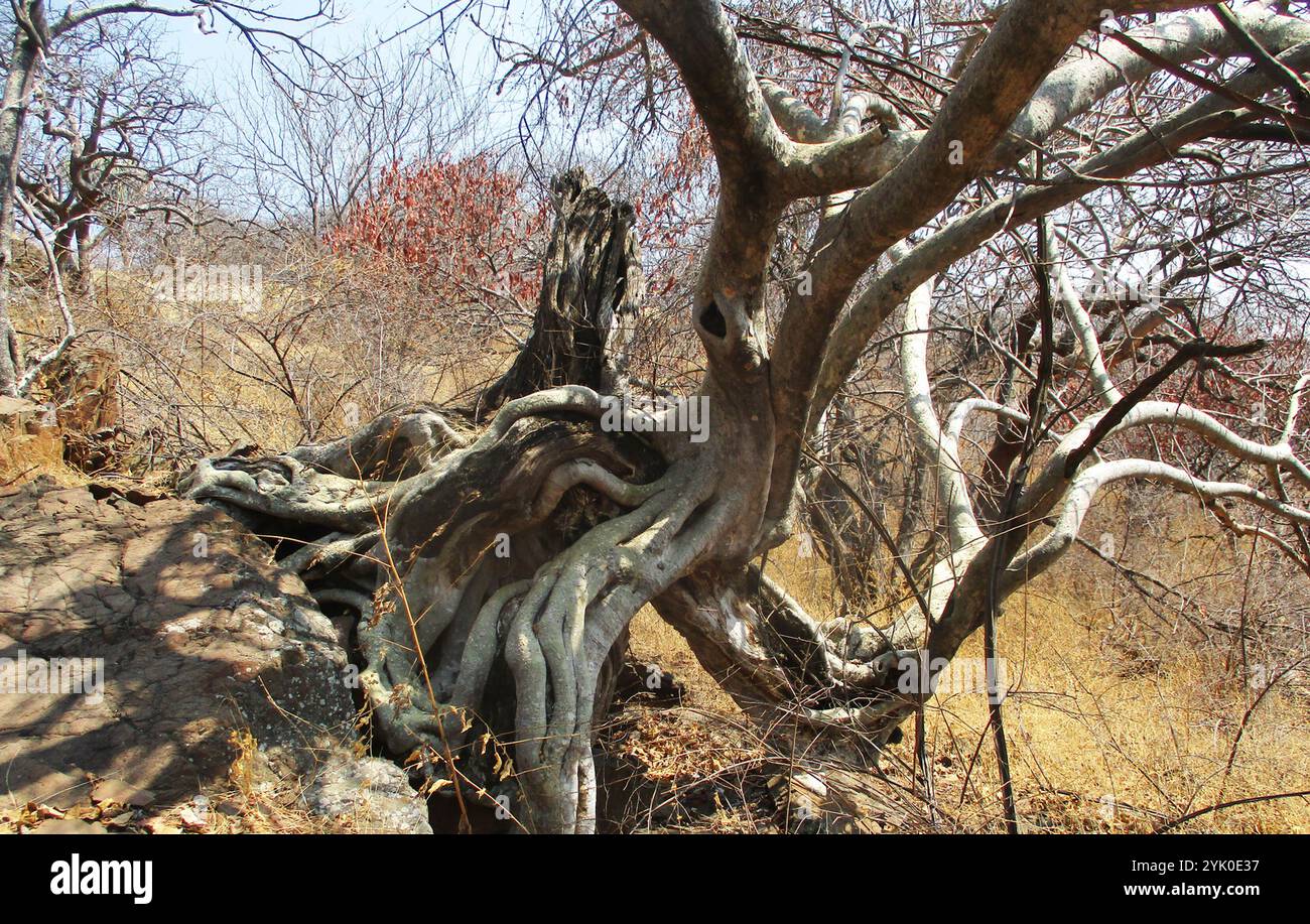 Large-leaved rock fig (Ficus abutilifolia Stock Photo - Alamy