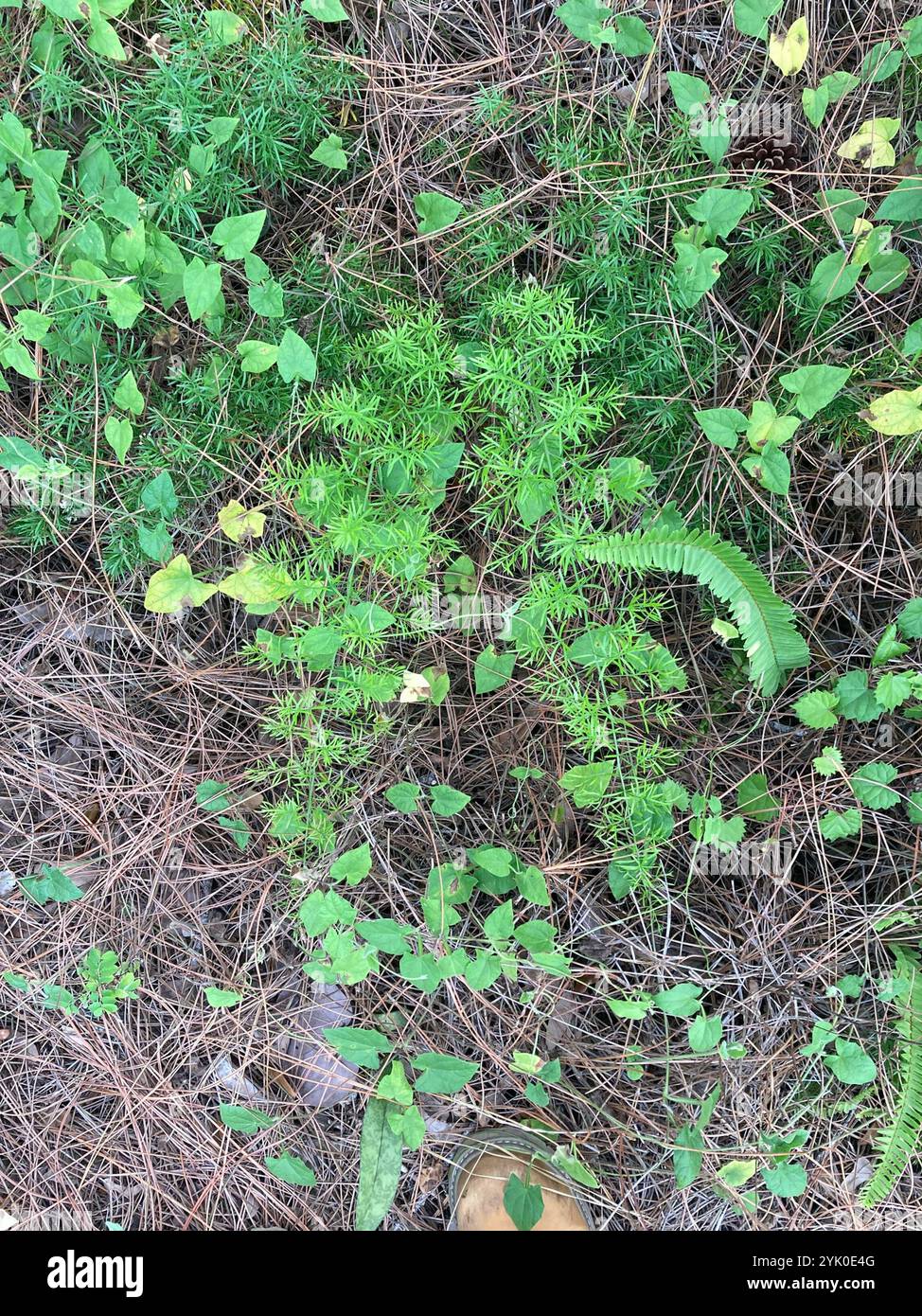 African Asparagus (Asparagus aethiopicus Stock Photo - Alamy
