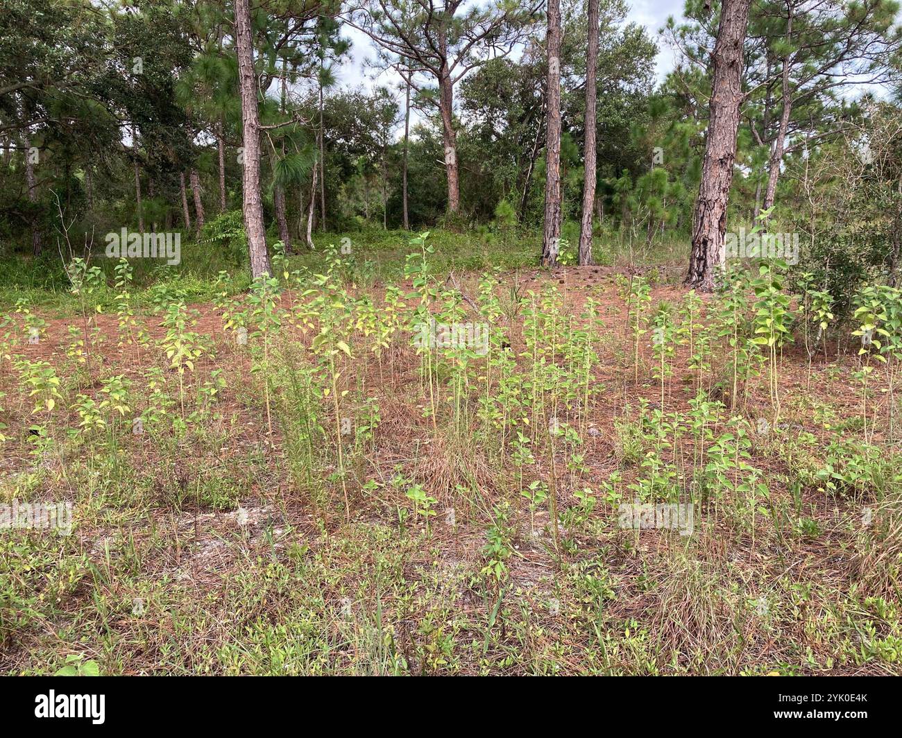 Flannel weed hi-res stock photography and images - Alamy