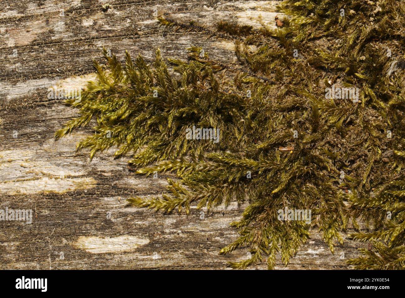 Cypress-leaved Plait-moss (Hypnum cupressiforme Stock Photo - Alamy