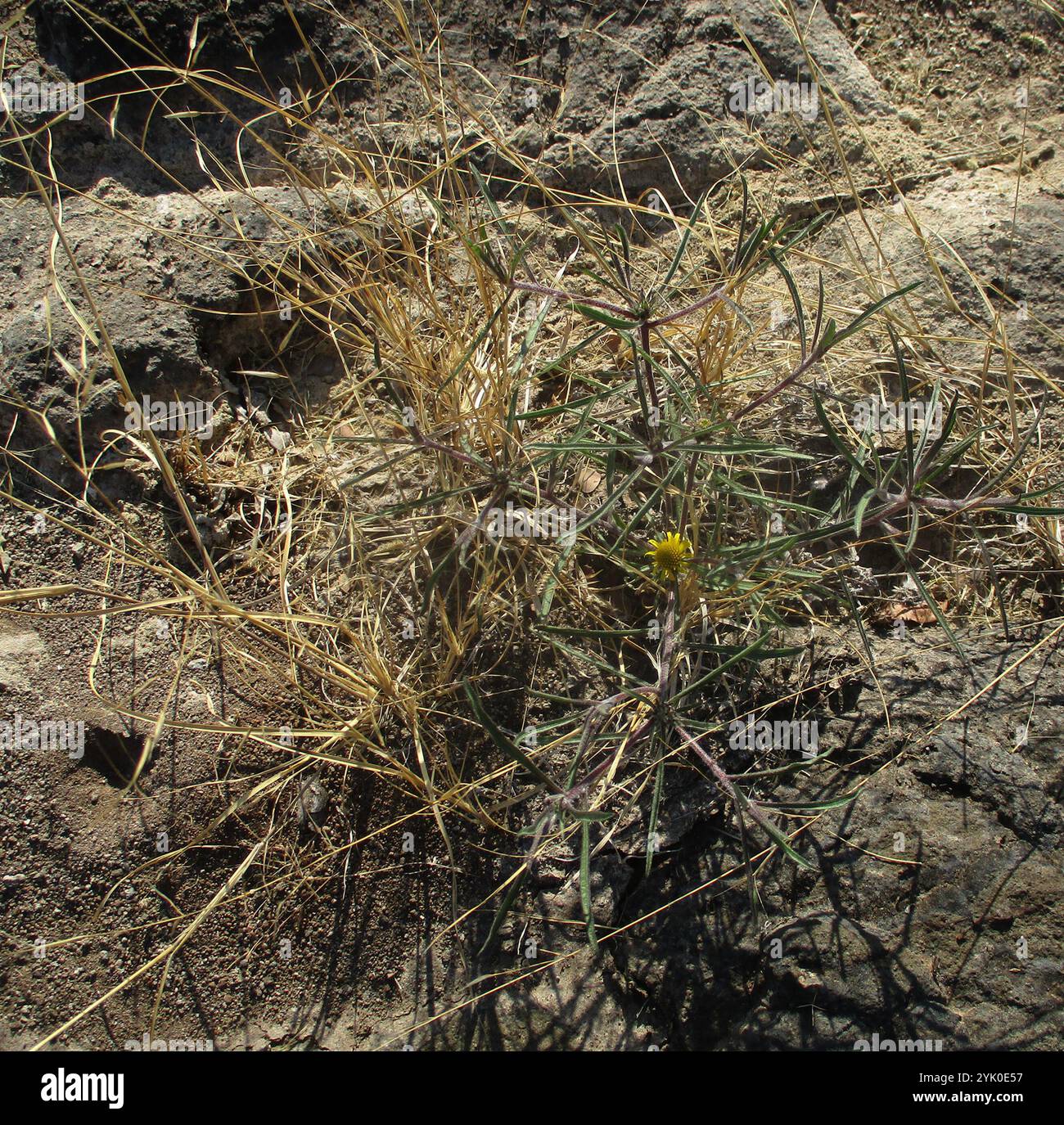 Button Vomitdaisy (Geigeria burkei Stock Photo - Alamy