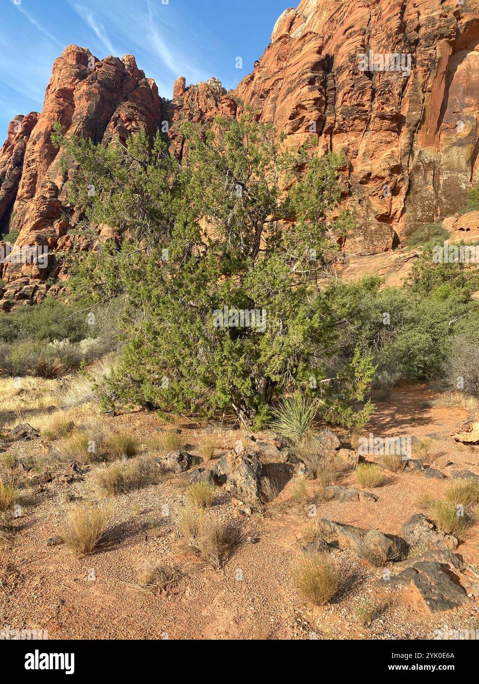 Utah Juniper (Juniperus osteosperma Stock Photo - Alamy