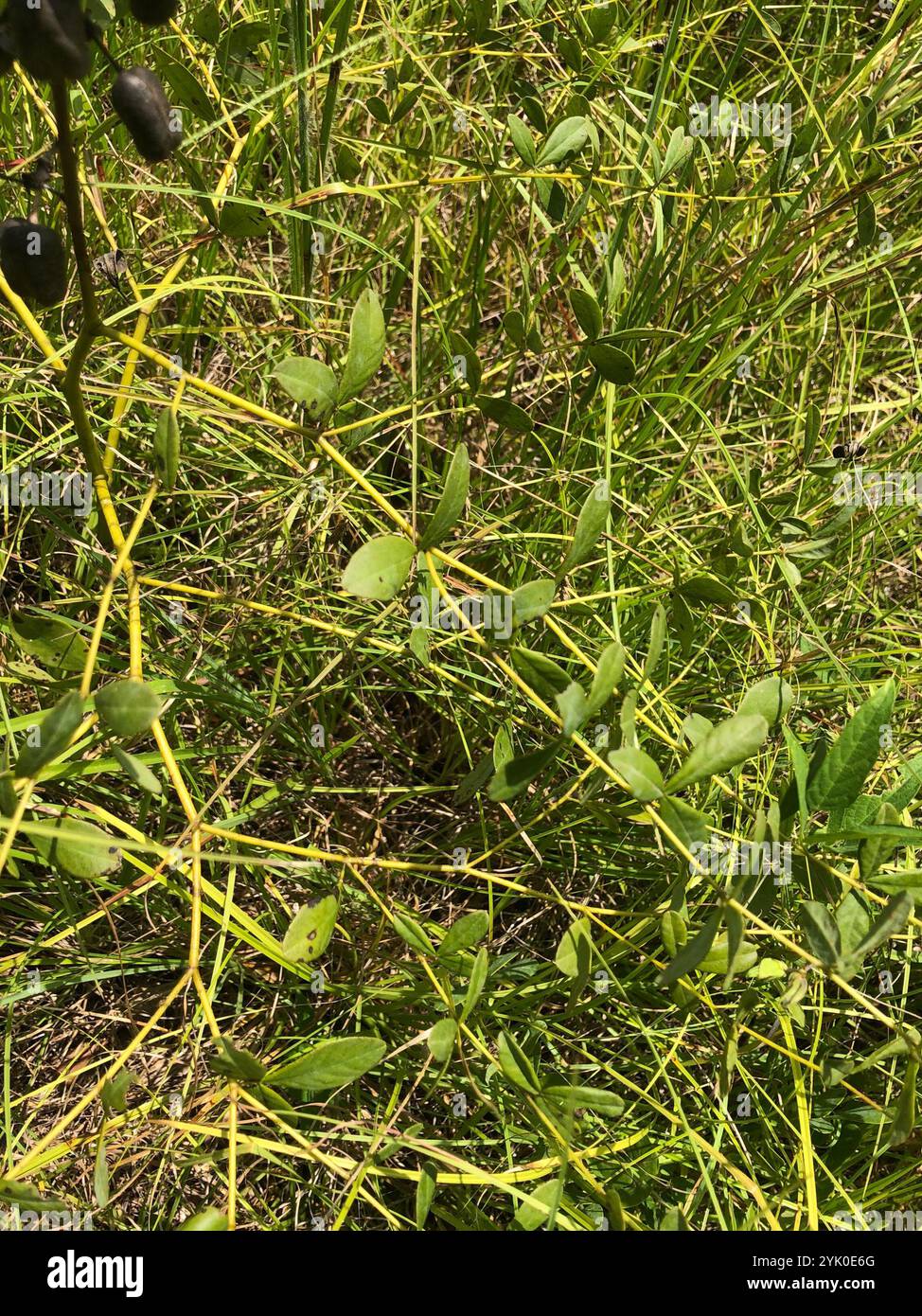thin-pod white wild indigo (Baptisia alba macrophylla Stock Photo - Alamy