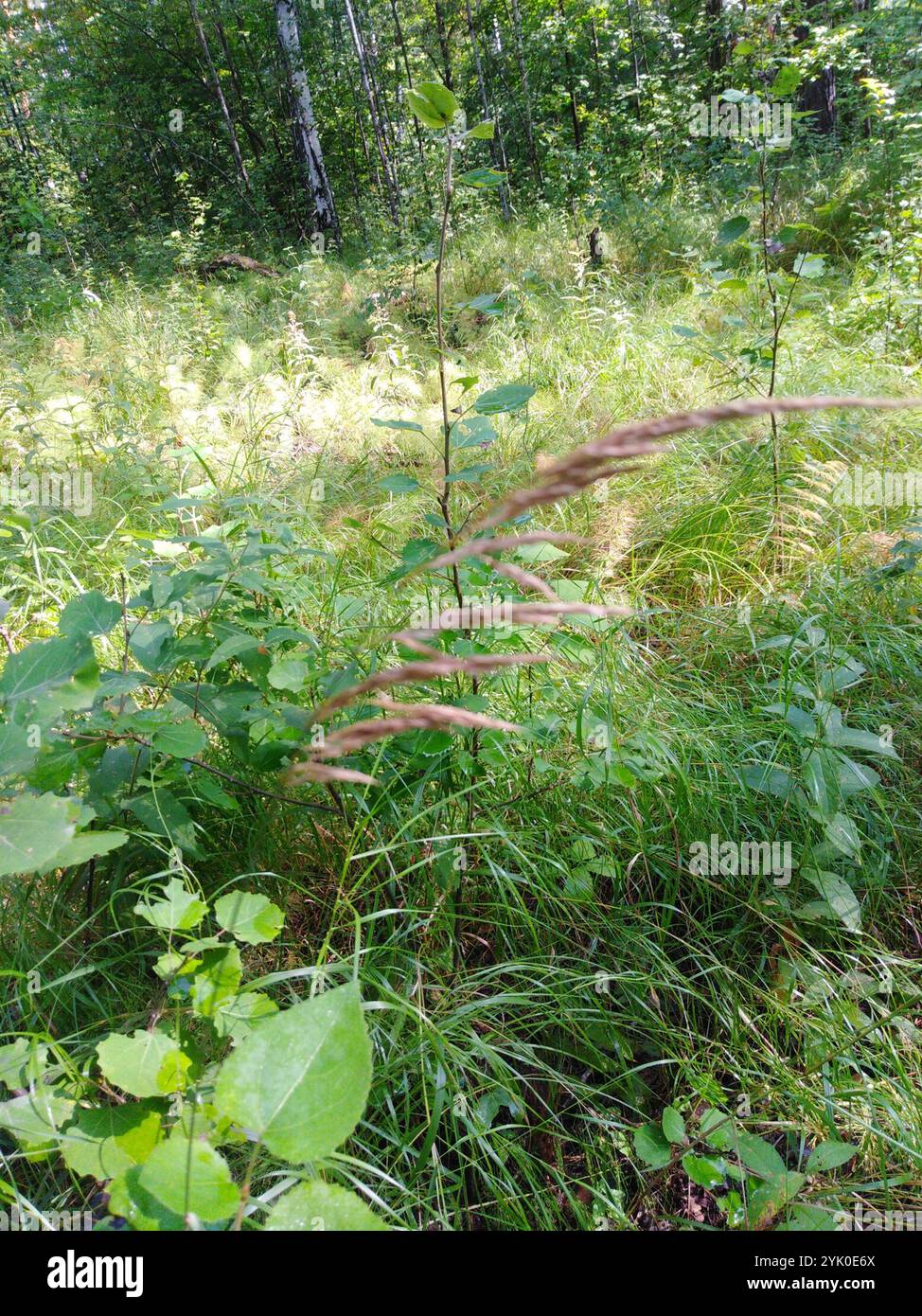 Purple small reed hi-res stock photography and images - Alamy