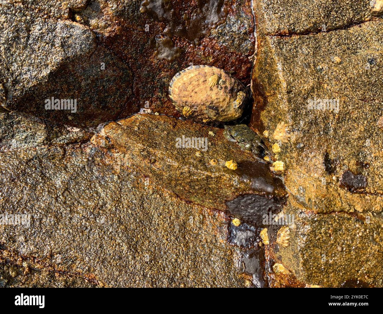Owl Limpet (Lottia gigantea Stock Photo - Alamy