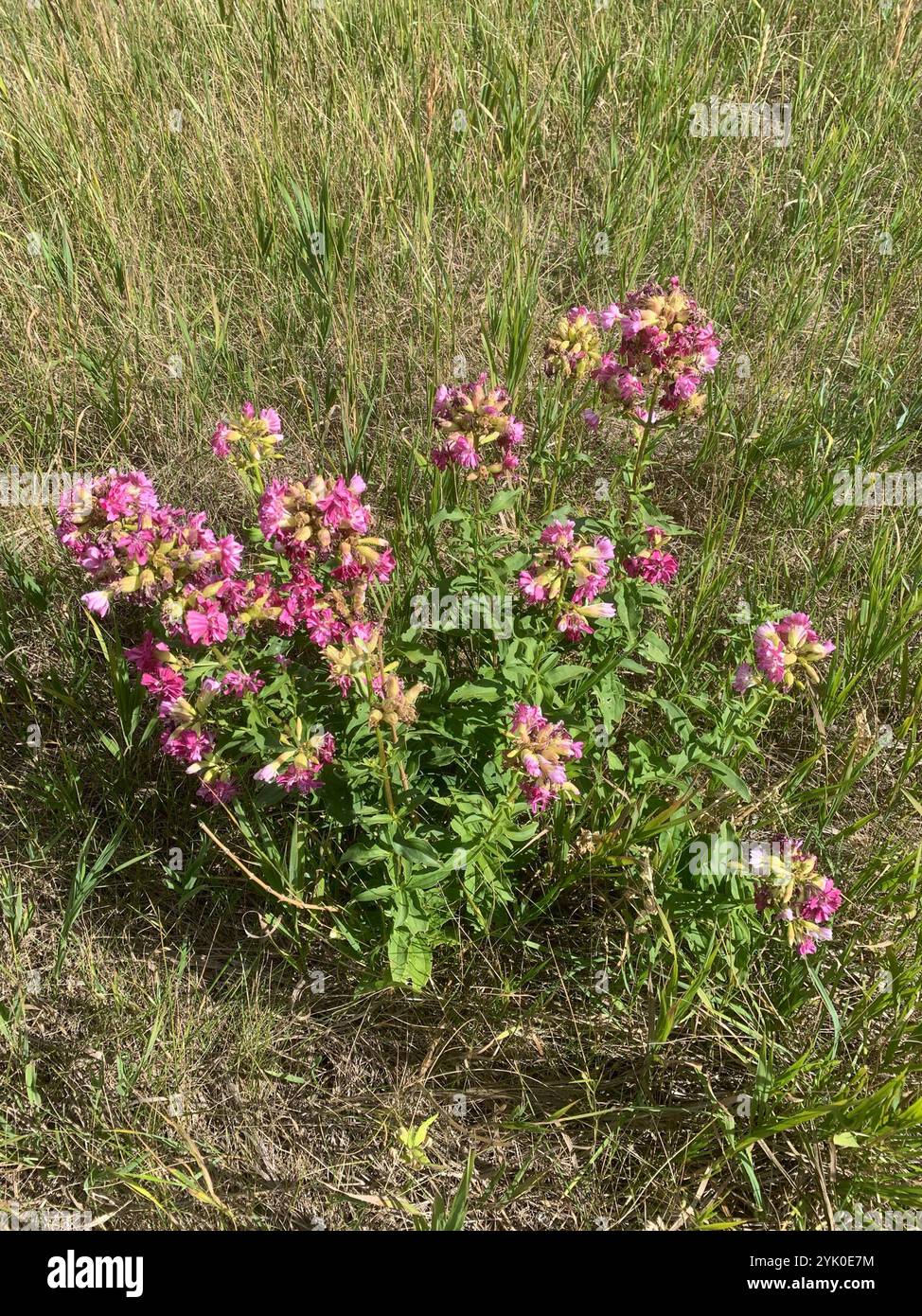 common soapwort (Saponaria officinalis Stock Photo - Alamy
