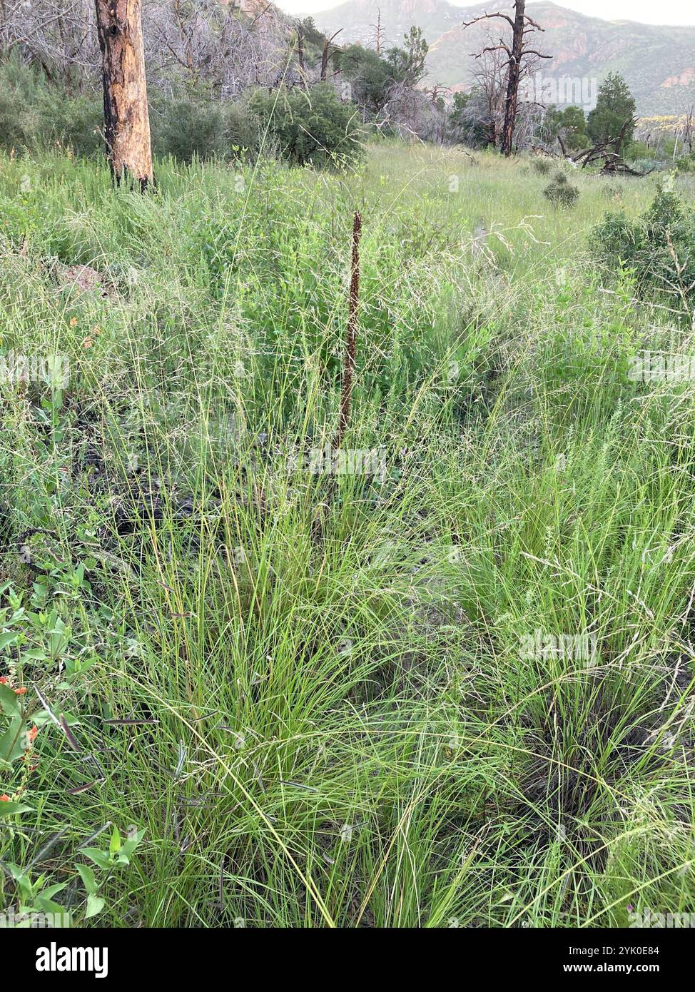 African love grass (Eragrostis curvula Stock Photo - Alamy