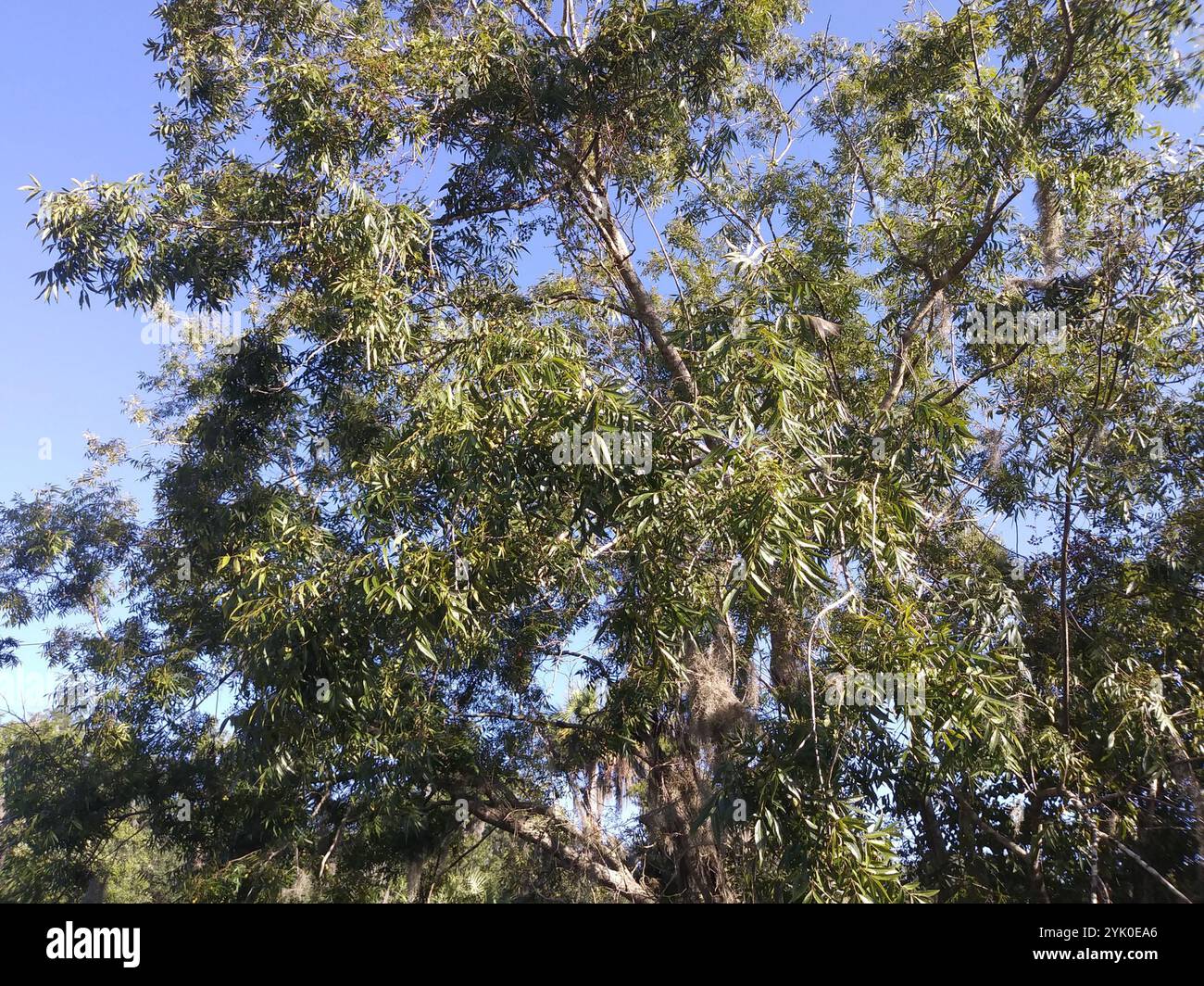 water hickory (Carya aquatica Stock Photo - Alamy
