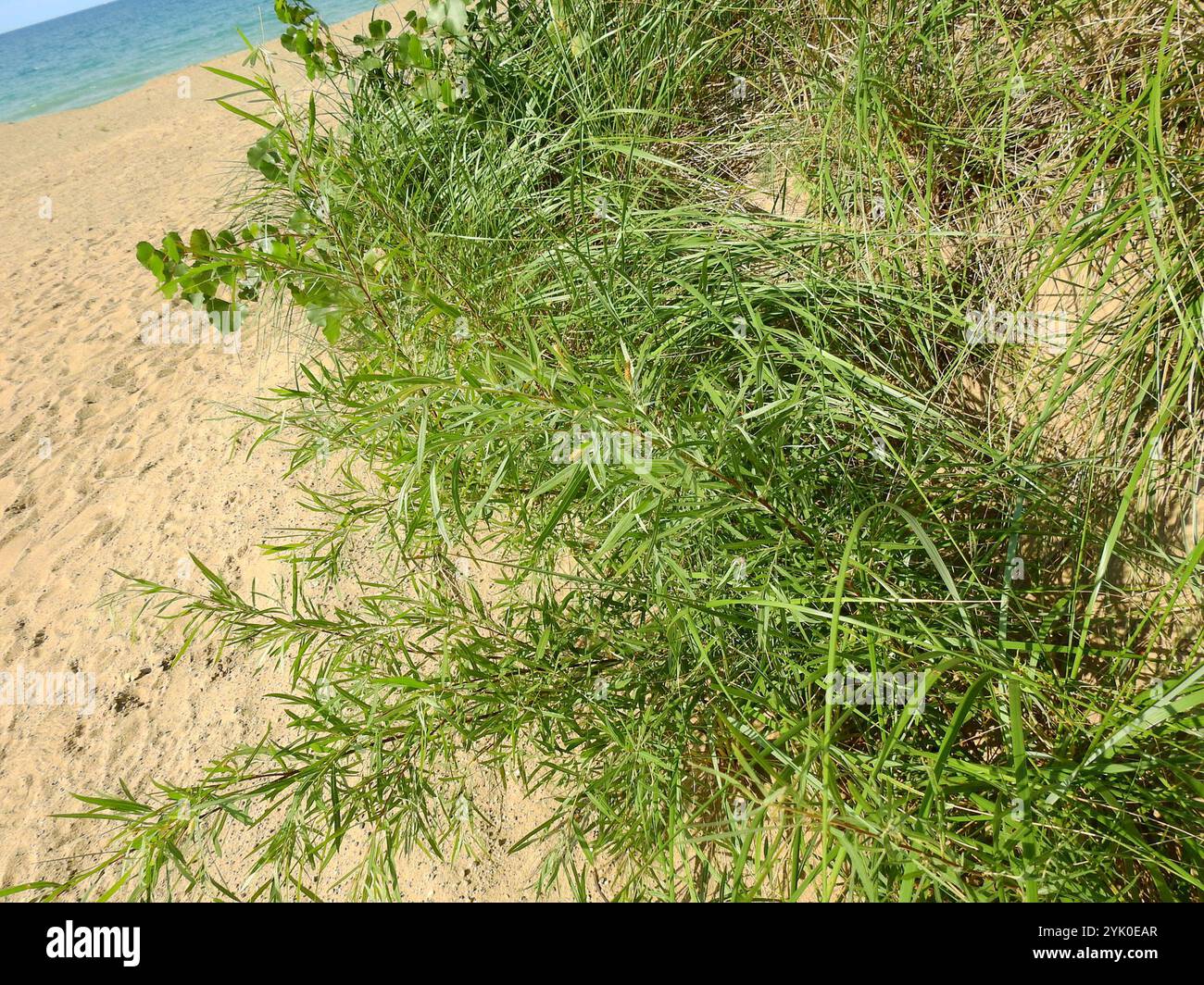 Sandbar willow hi-res stock photography and images - Alamy