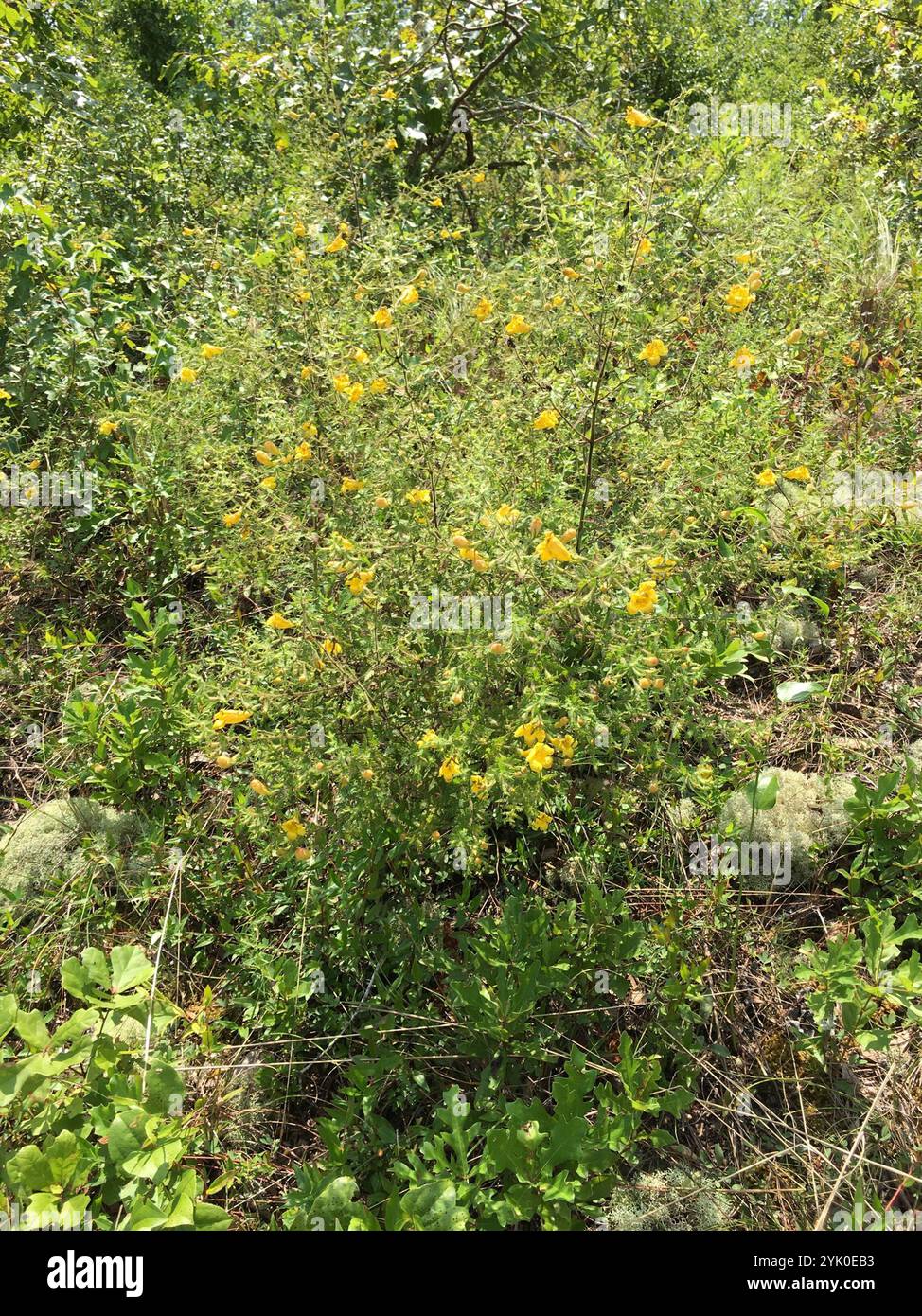 Combleaf Yellow False Foxglove (Aureolaria pectinata Stock Photo - Alamy